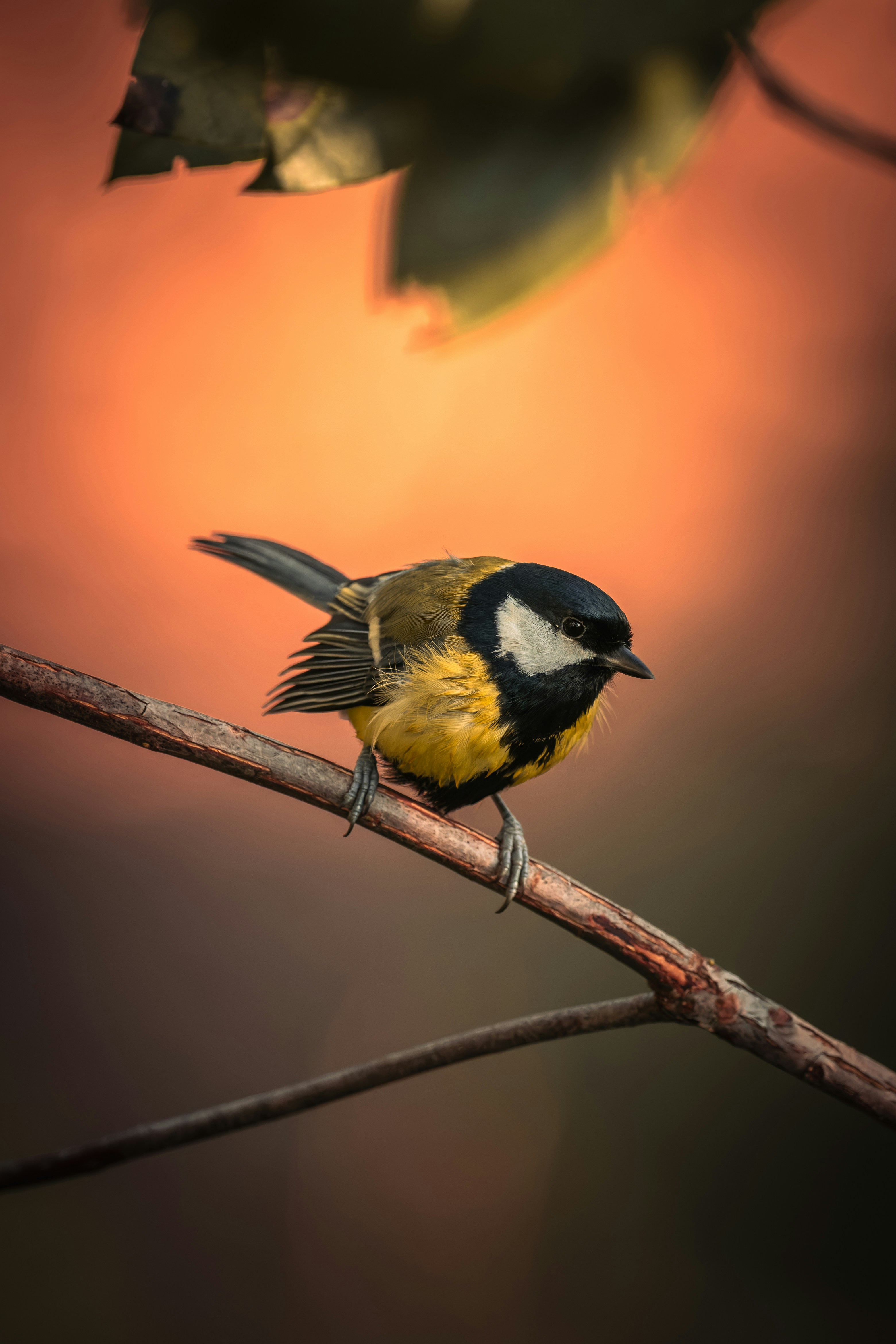 Tiny Buoyant Traveler: a Golden-backed Chickadee on a Branch at Sunset