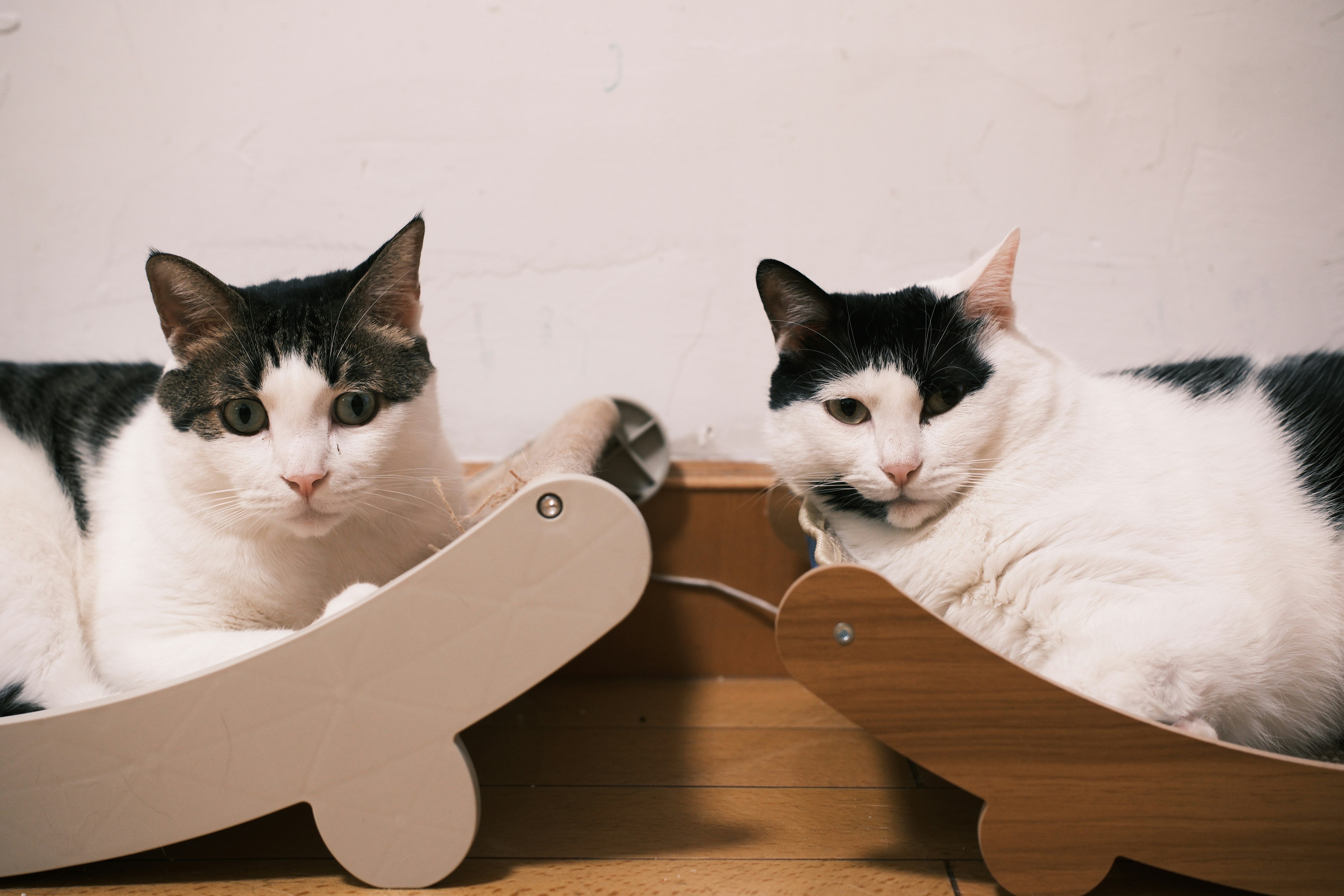 Dual Whiskered Pals in Wooden Catteries