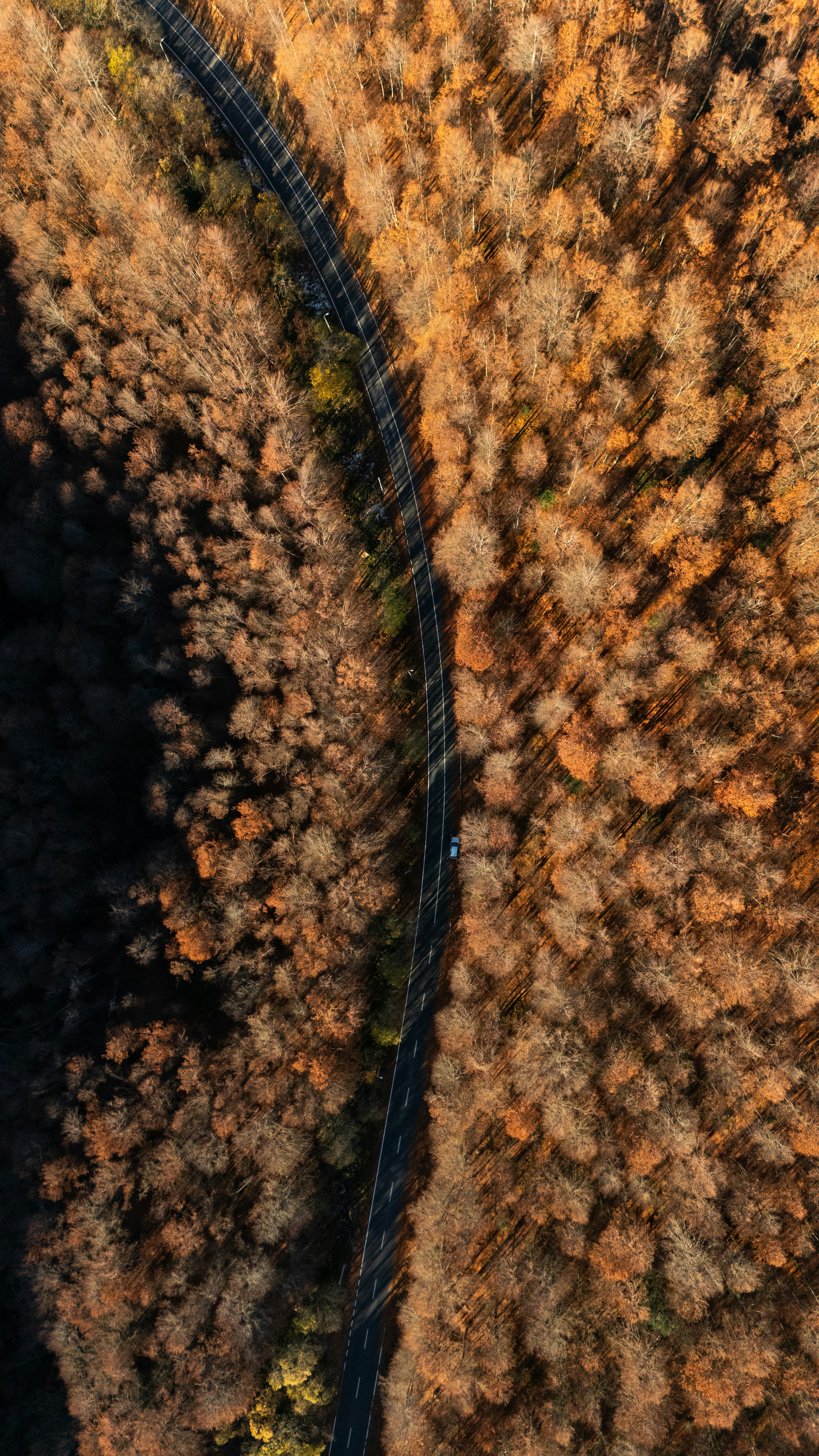 Top-down drone view of a quiet road cutting through an autumn forest, surrounded by warm brown leaves and natural fall textures.