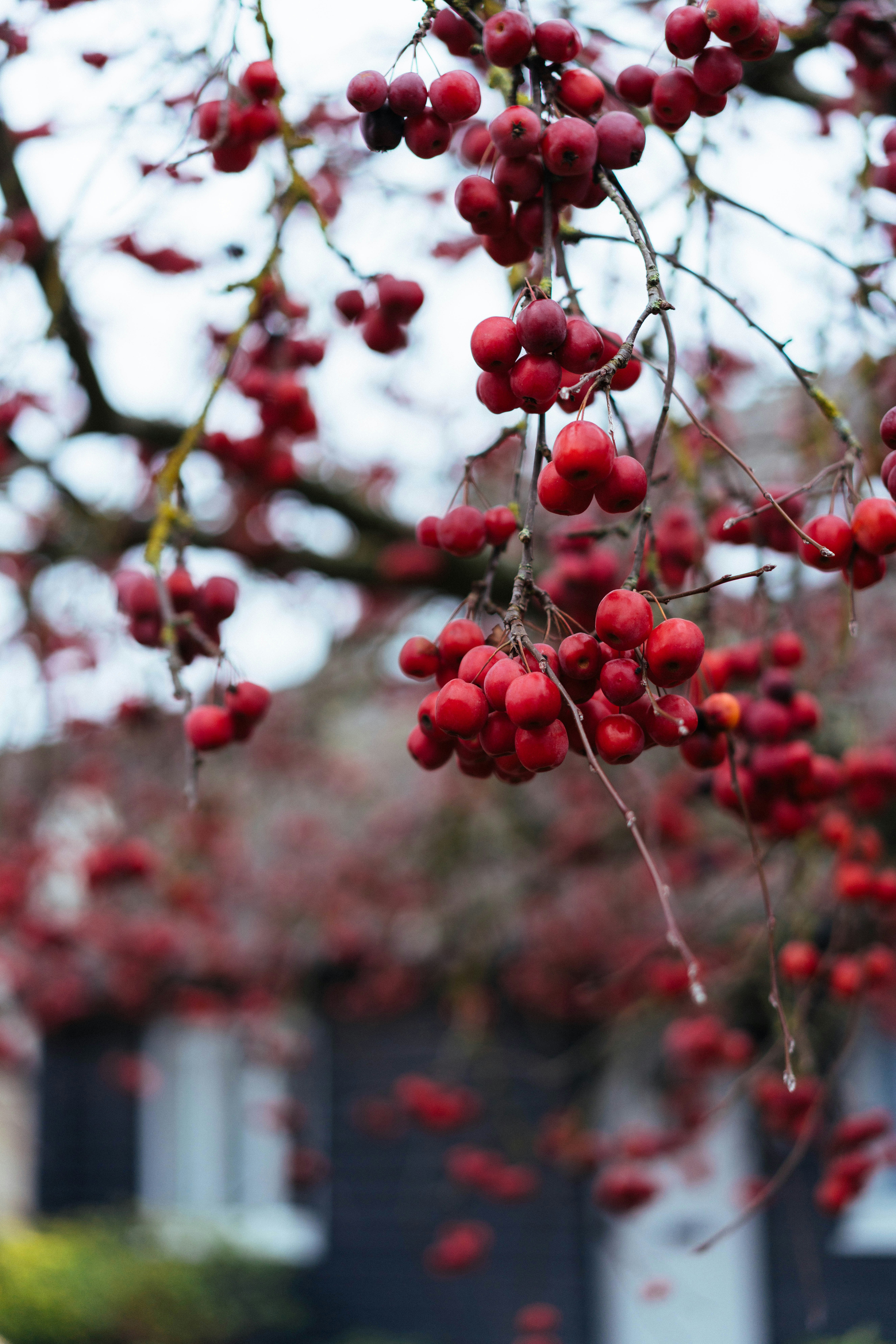 Crimson Berries on a Winter Branch