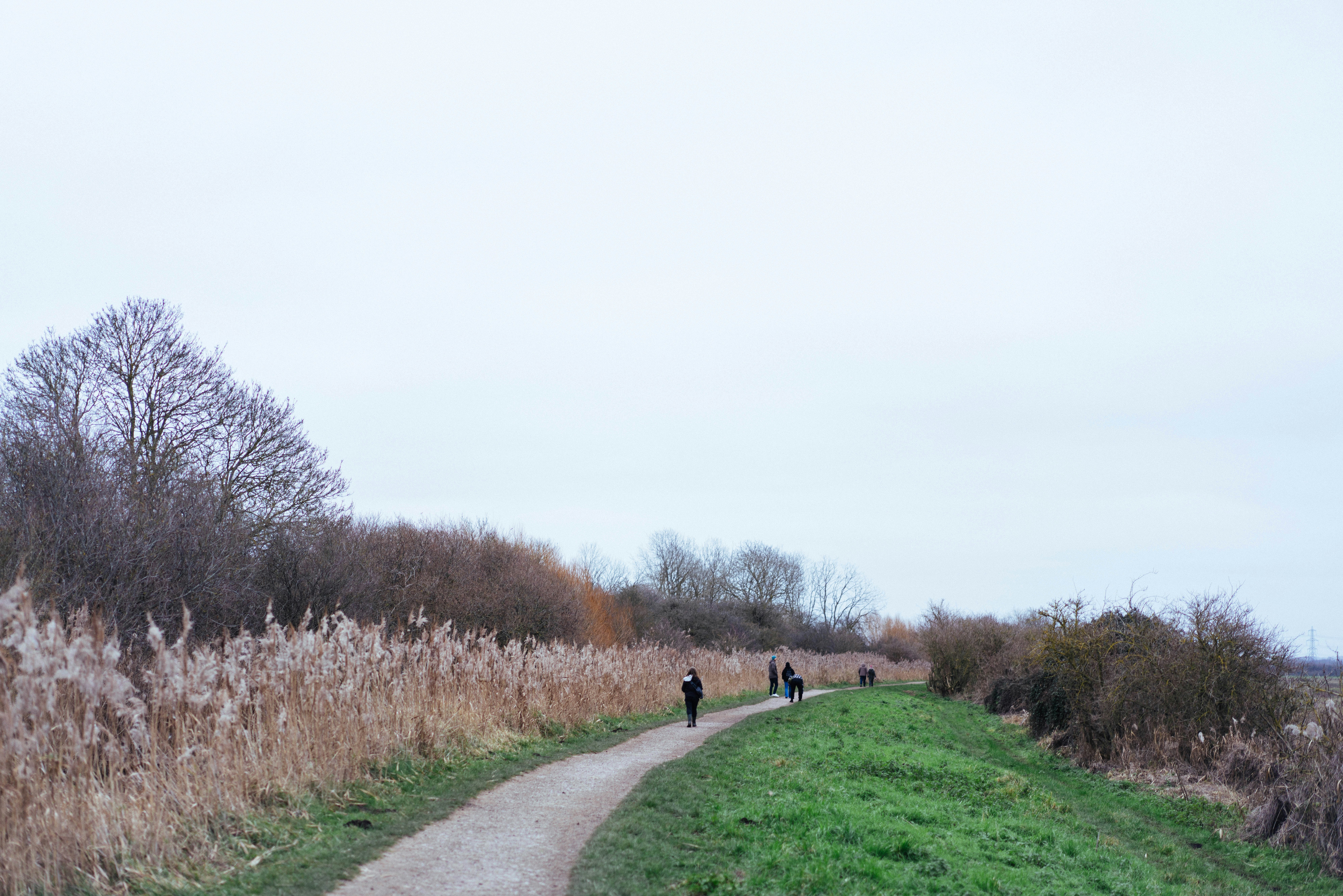 Trail along the grass-dappled riverbank under a pale sky