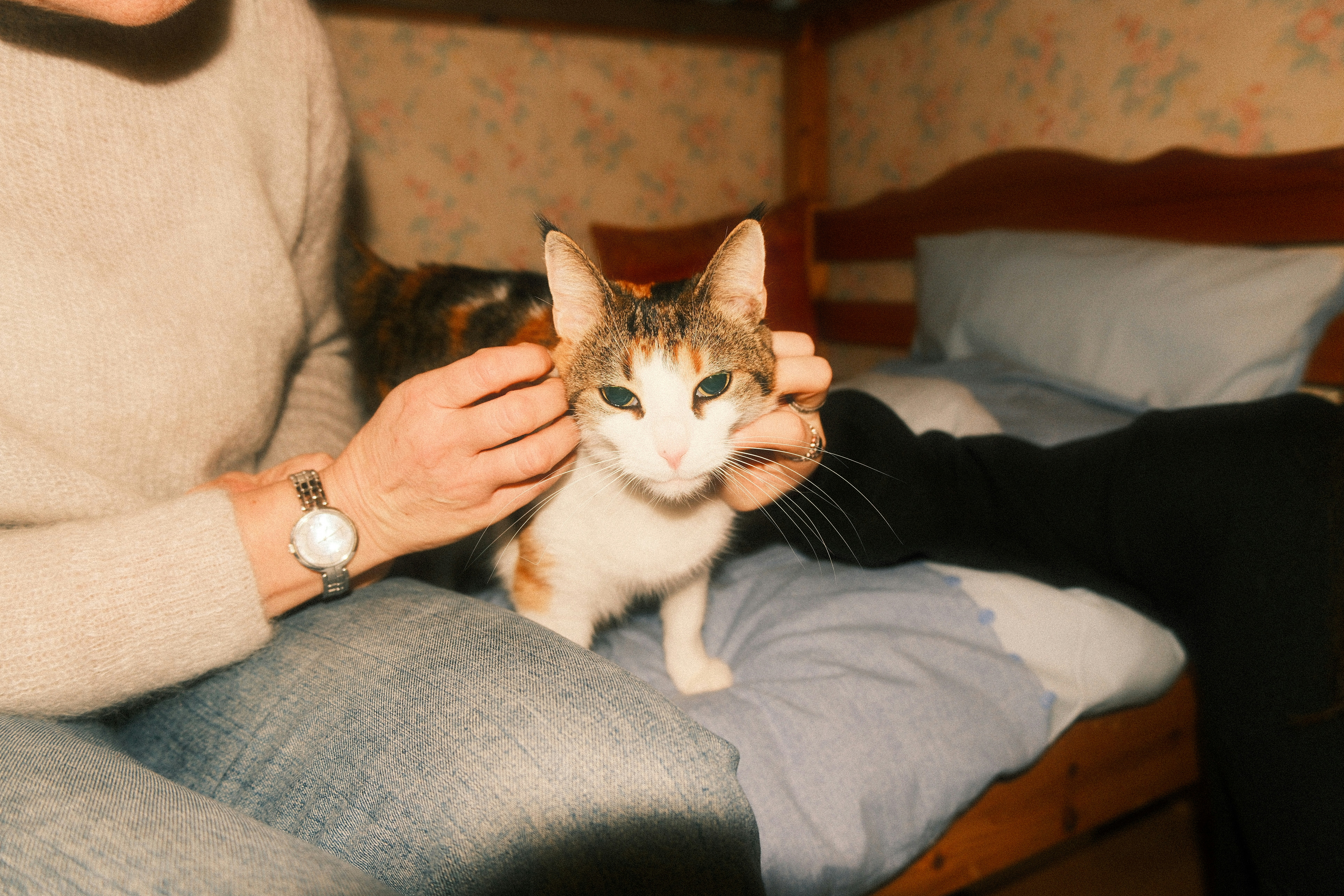 Gentle Hands Framing a Cat: Quiet Moment on a Cozy Bed