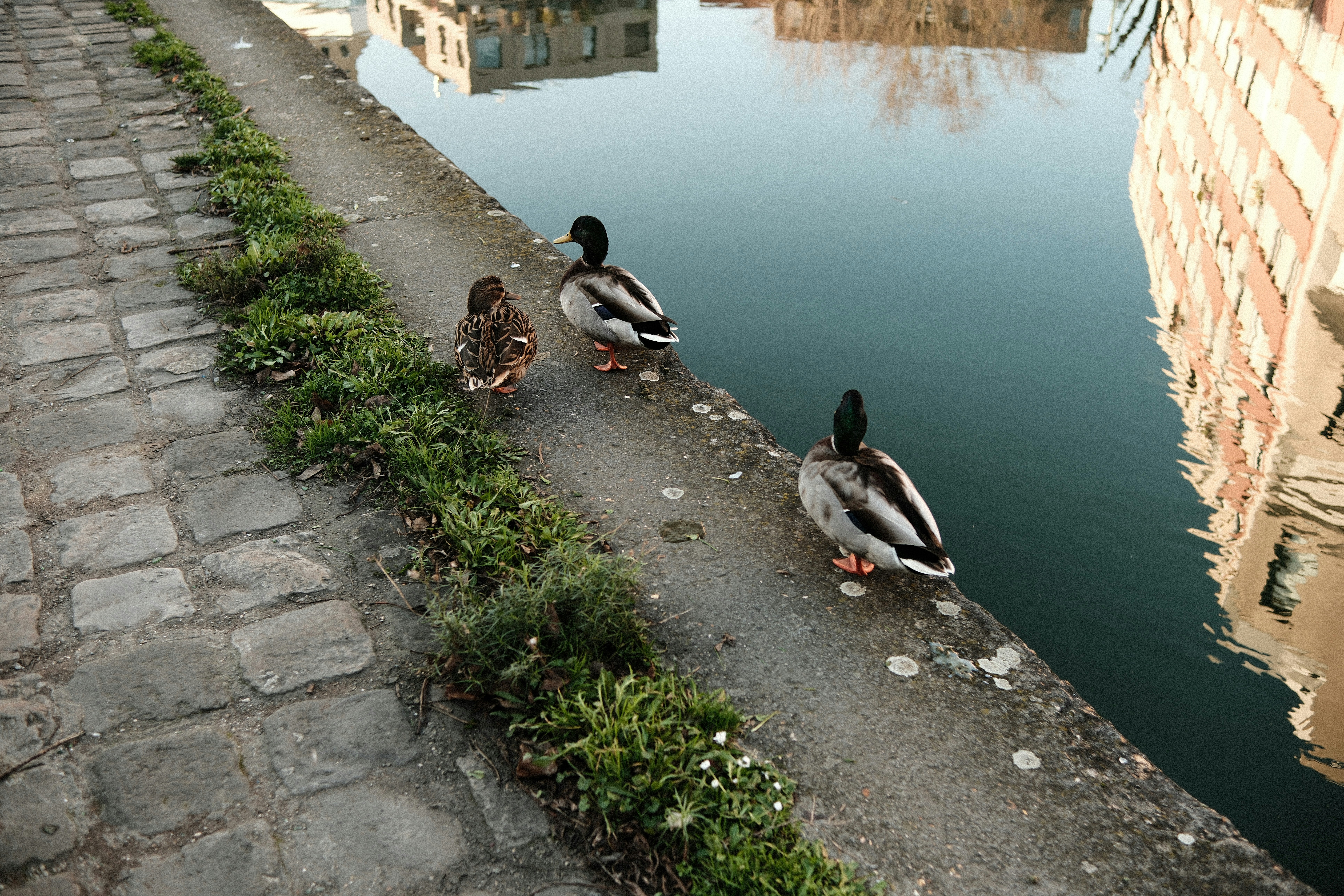 Ducks at the Verge: Quiet Canal Edge