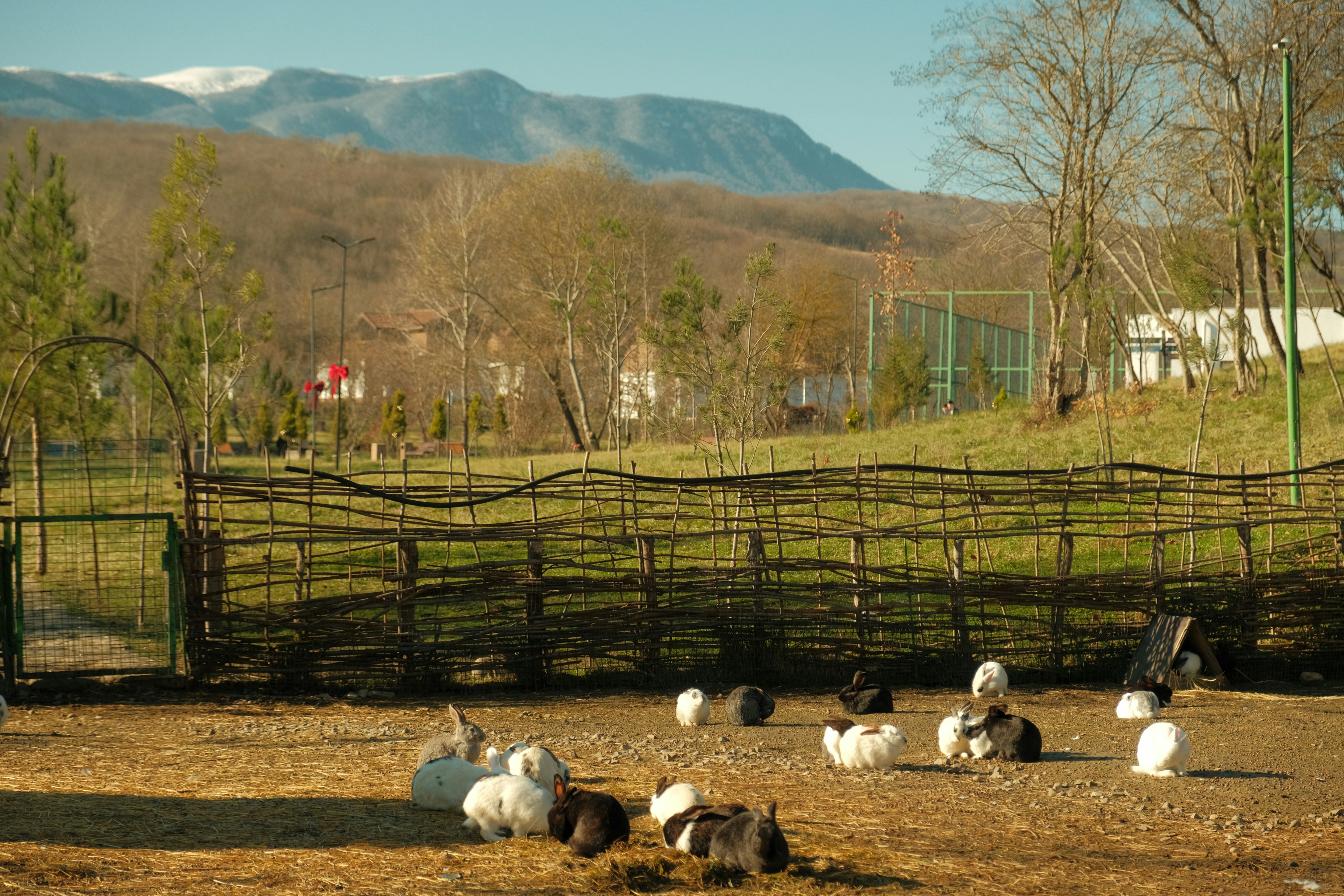 Pasture Depth: A flock of sheep at midday beneath distant hills