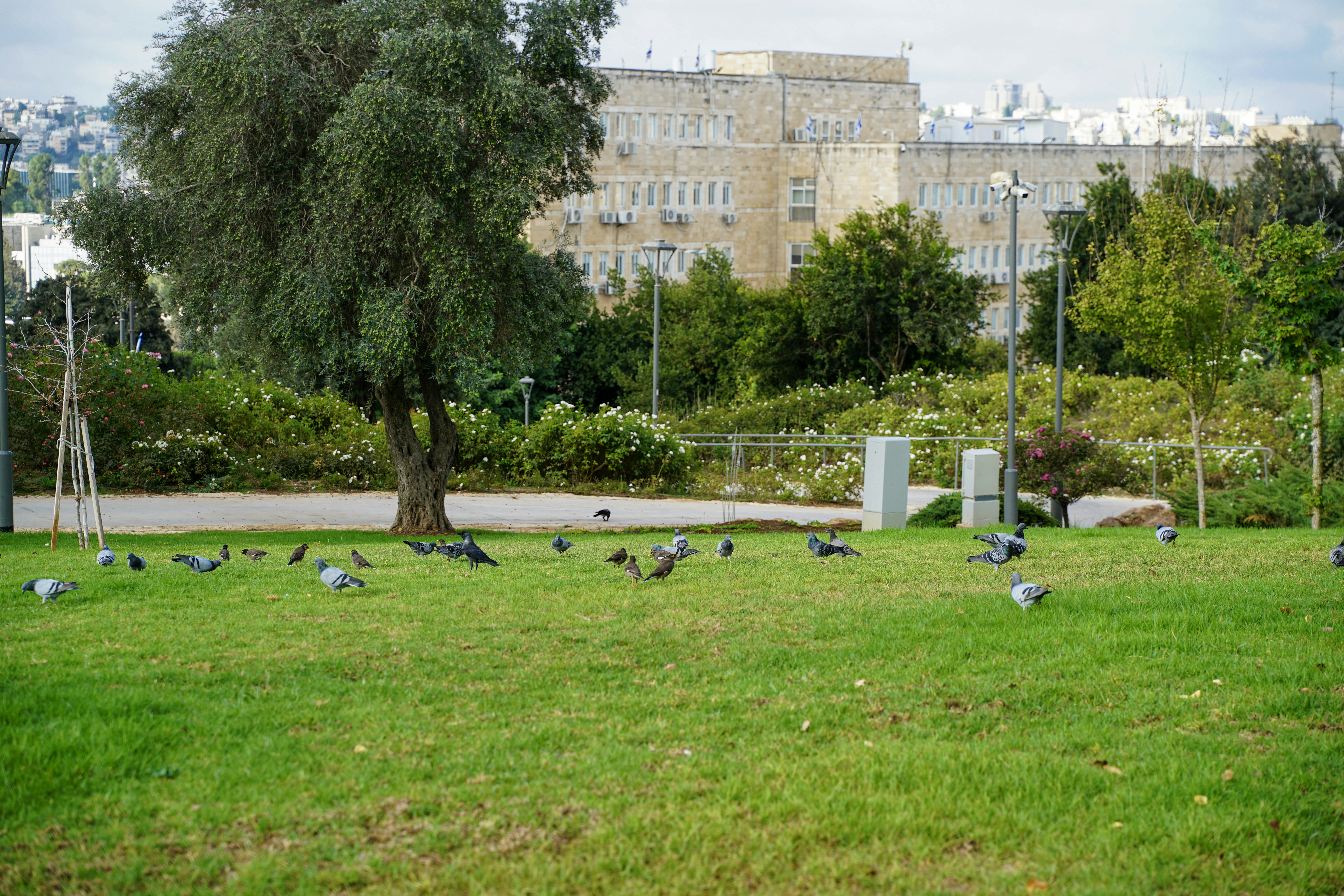 Pigeons on the Green: A Quiet City Park Moment