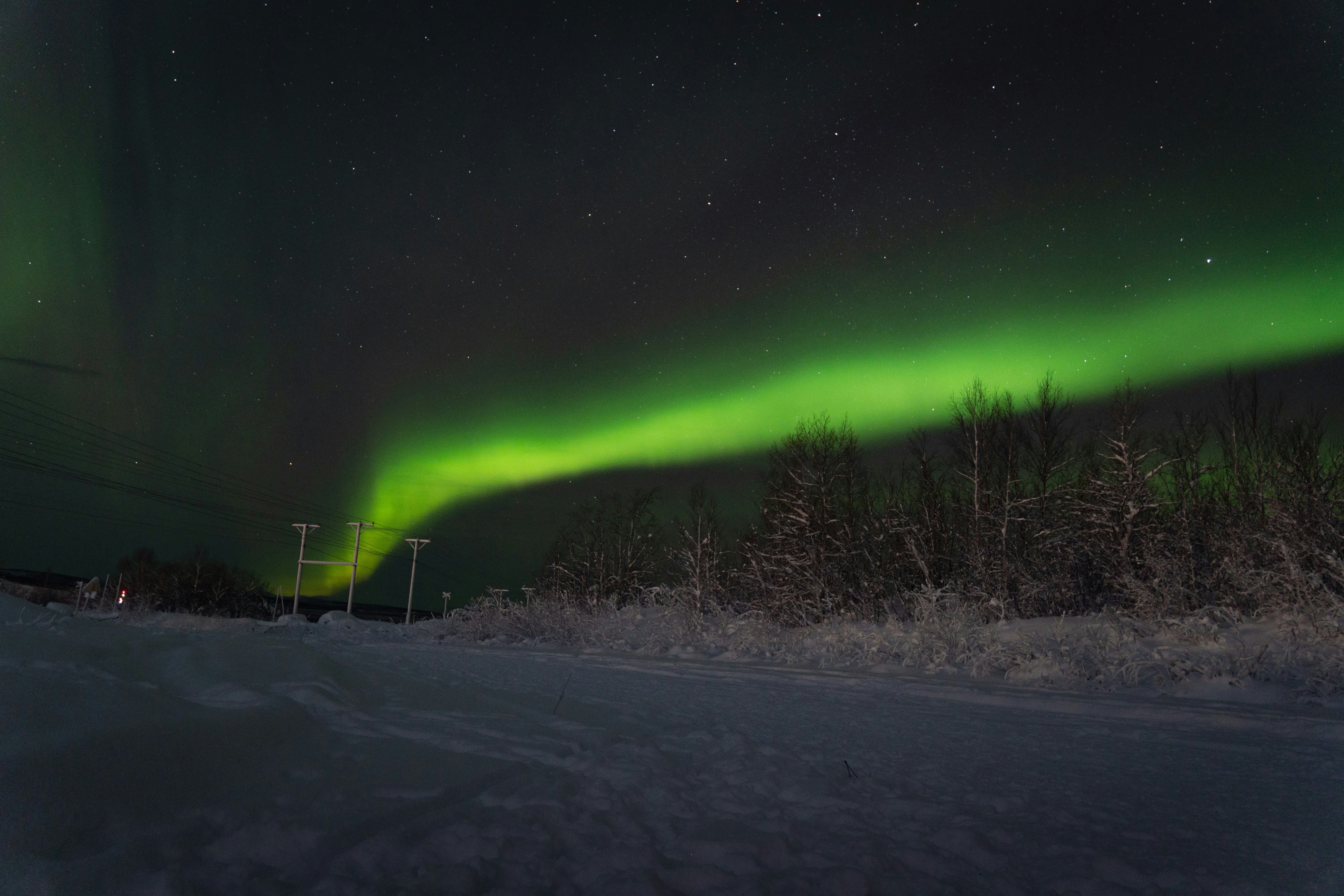 Northern Light Ribbon over Snowbound Pines