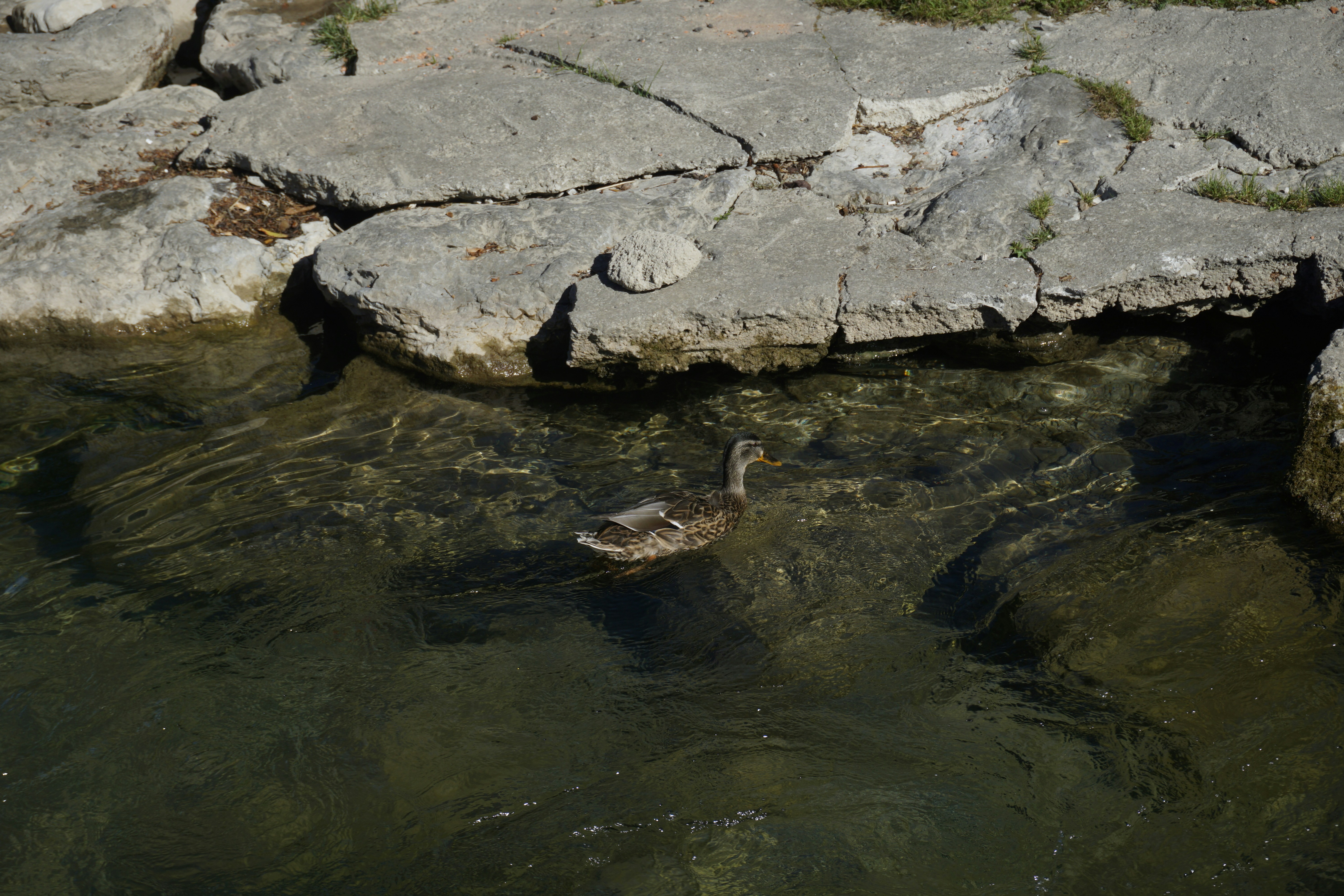 Riverine Gull: A lone waterbird among quiet stones