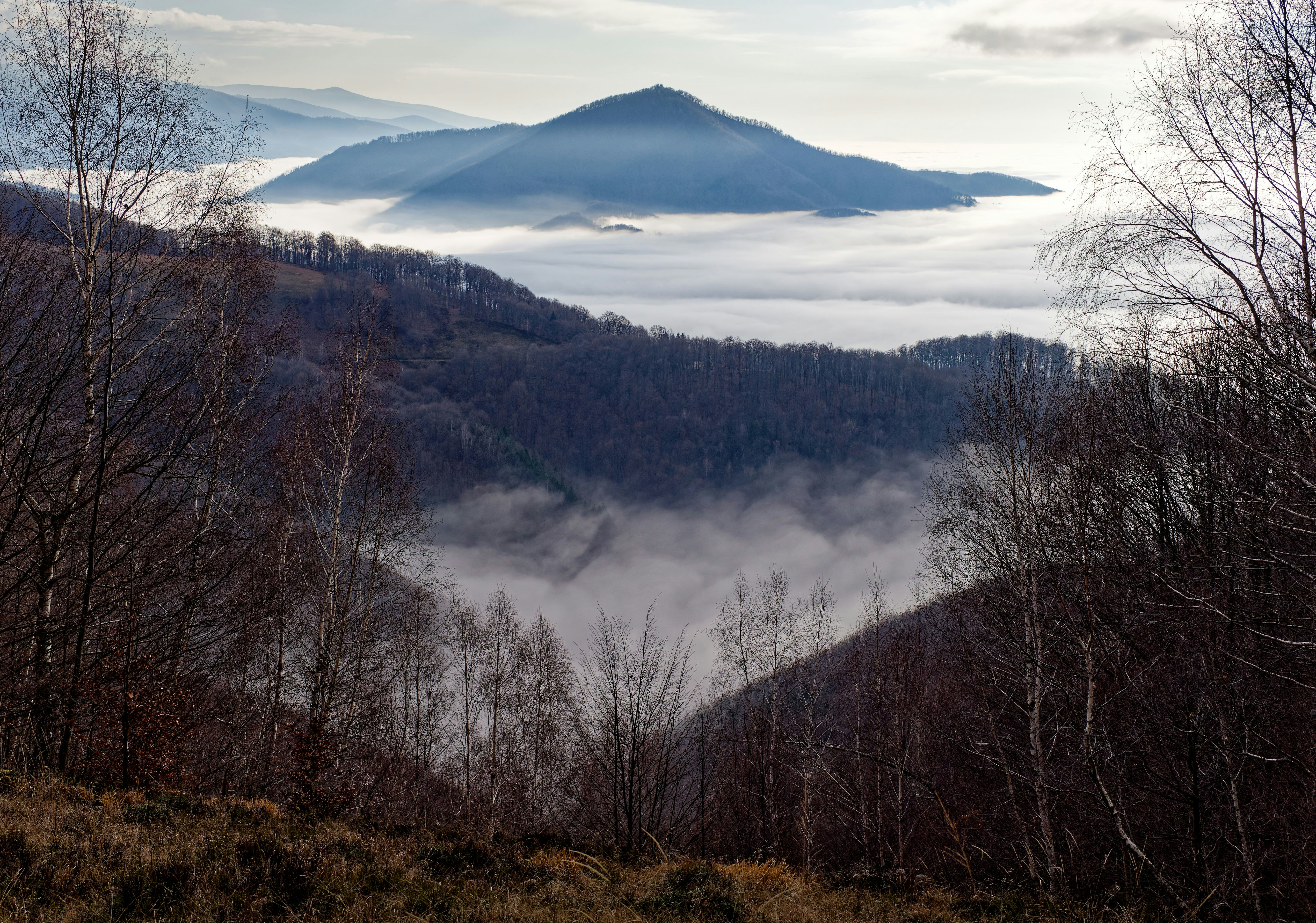 Mist-Laced Summit: Dawn Over a Valley of Pines