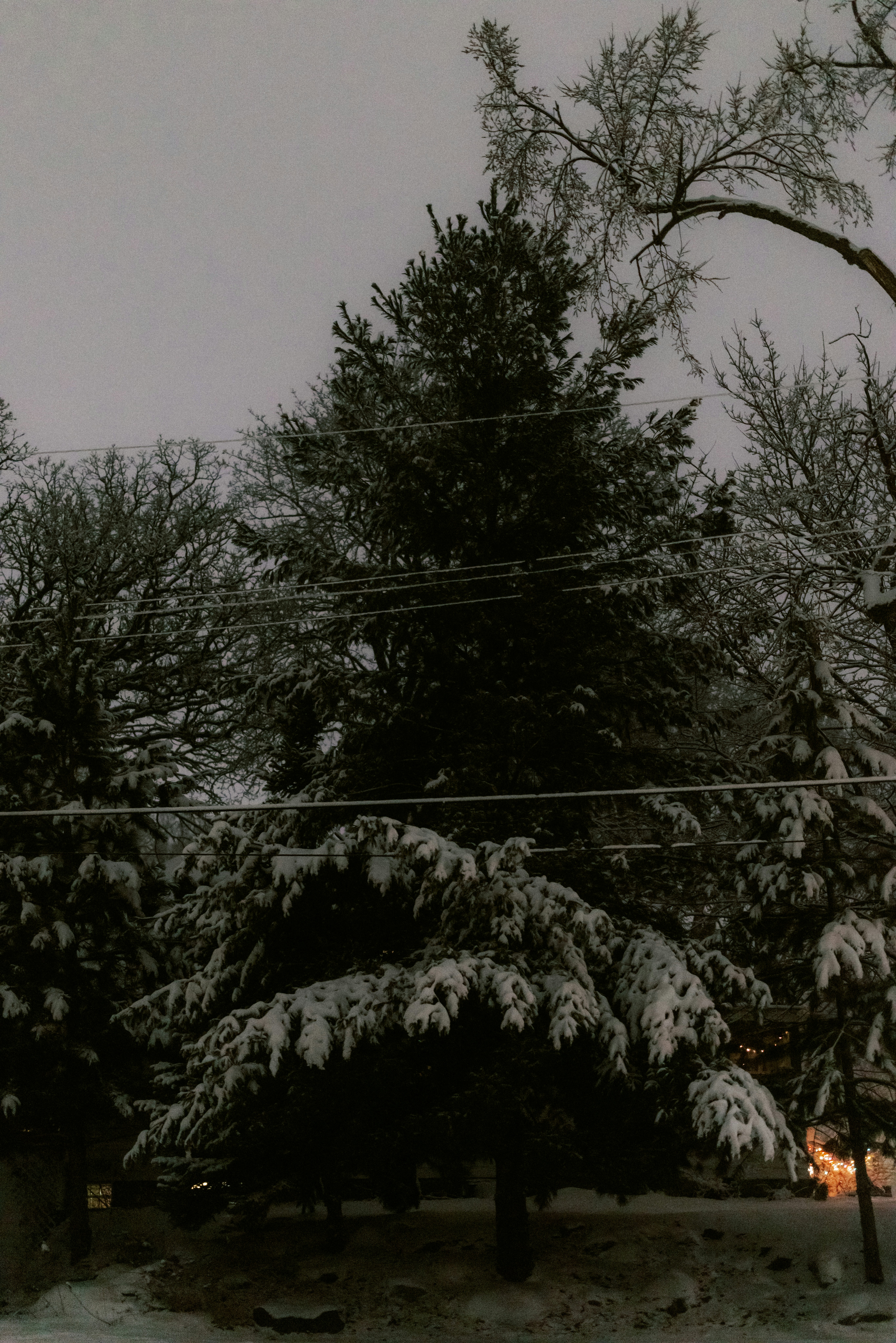 Snow-Cleared Pines Under Overcast Skies