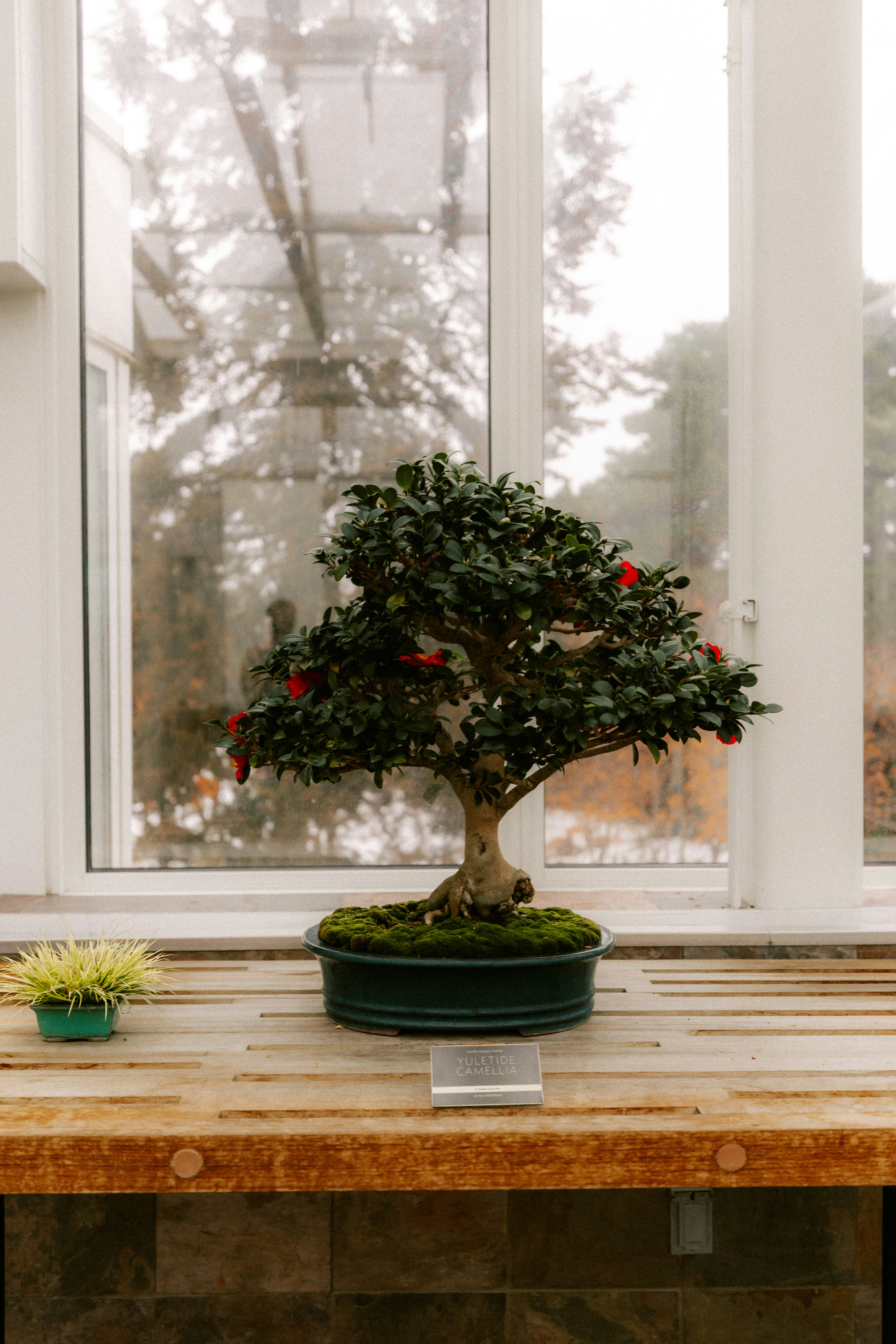 Azure Bonsai Oasis in a Sunlit Conservatory