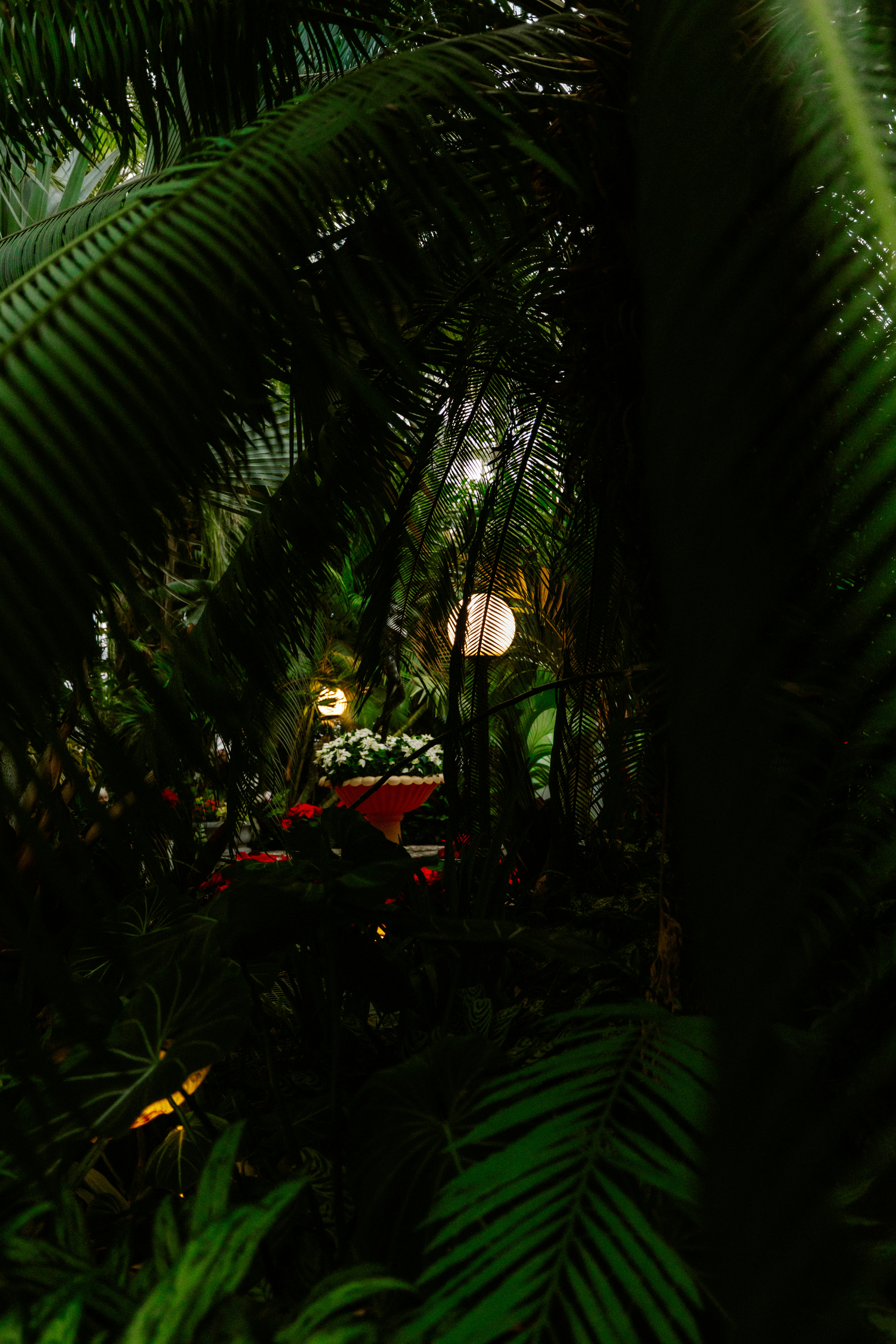 Hidden Lantern in a Quiet Tropical Conservatory