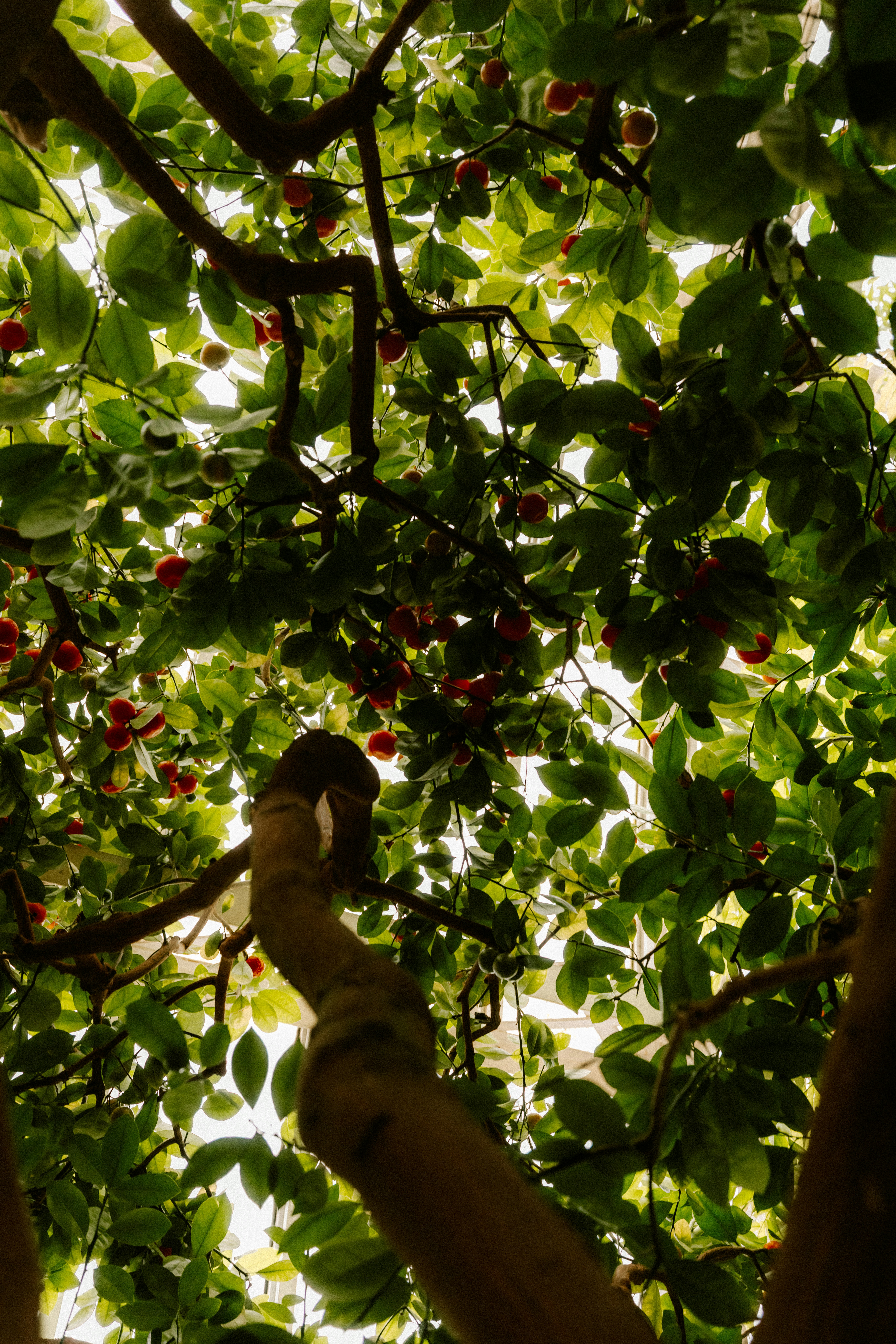 Sunlit Orchard Canopy: A Bird’s-Eye View Through Foliage