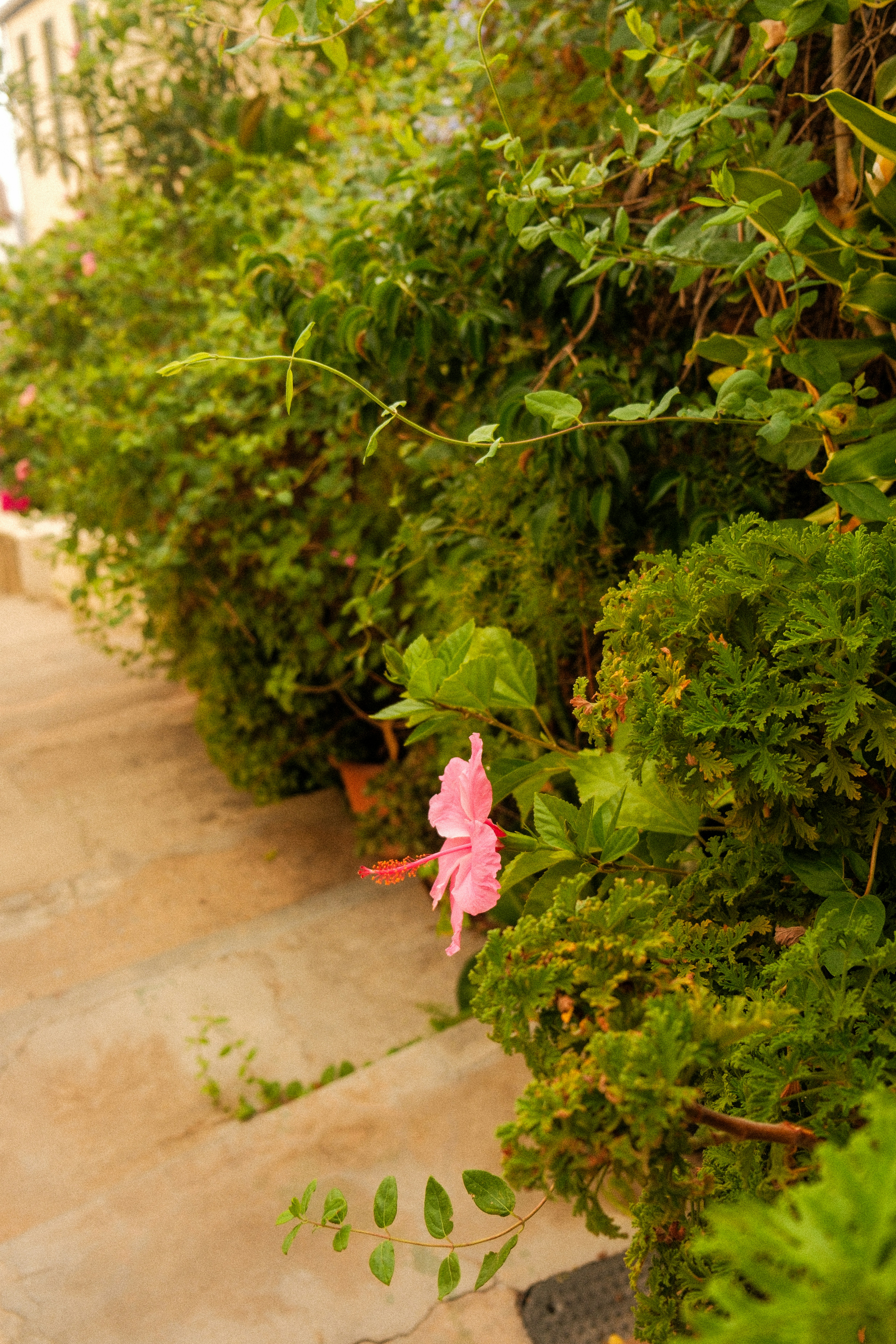 Pink Hibiscus Framing a Quiet Garden Path