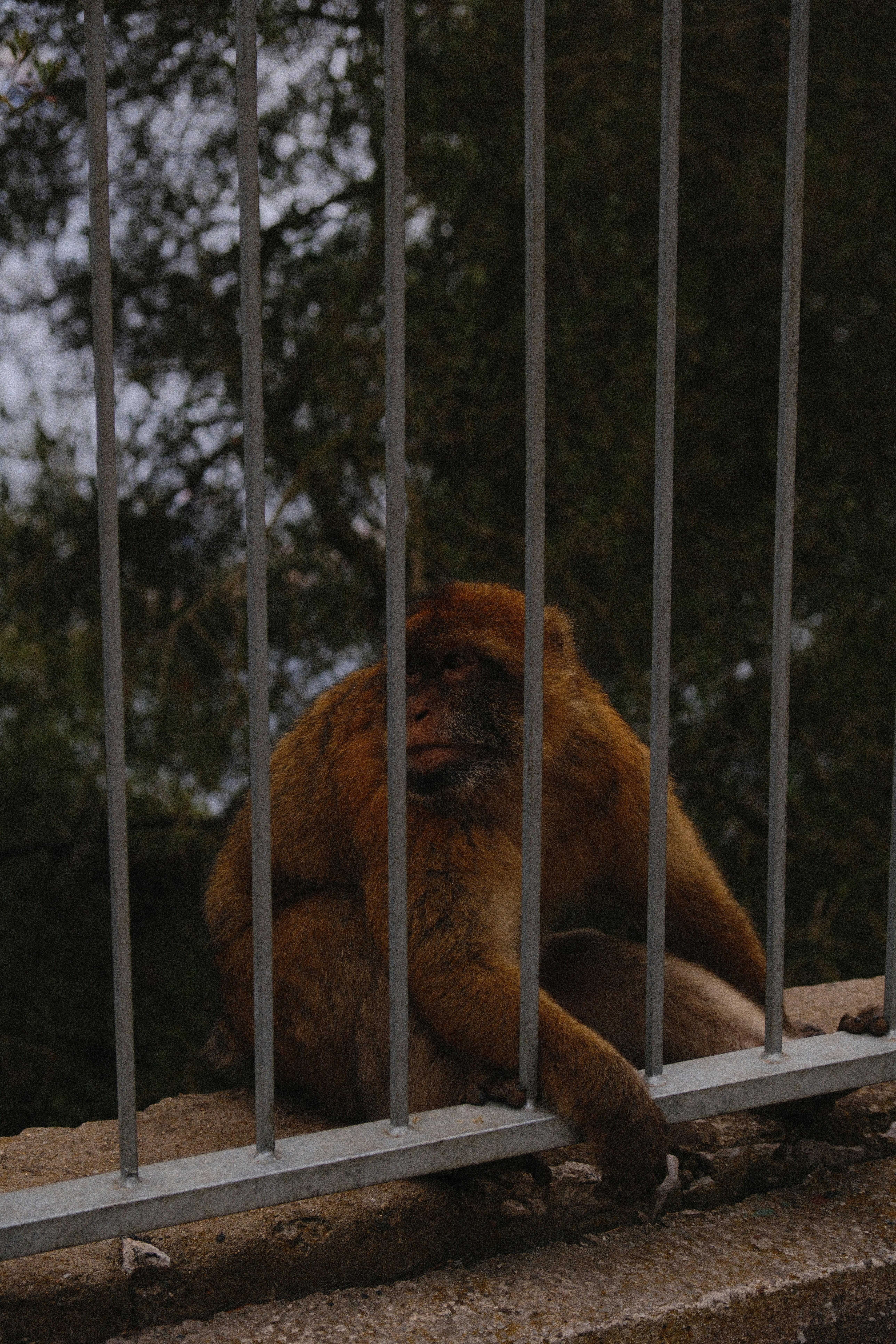 Prison Bars Meet Golden Gaze: A Primatized Moment at the Enclosure Edge