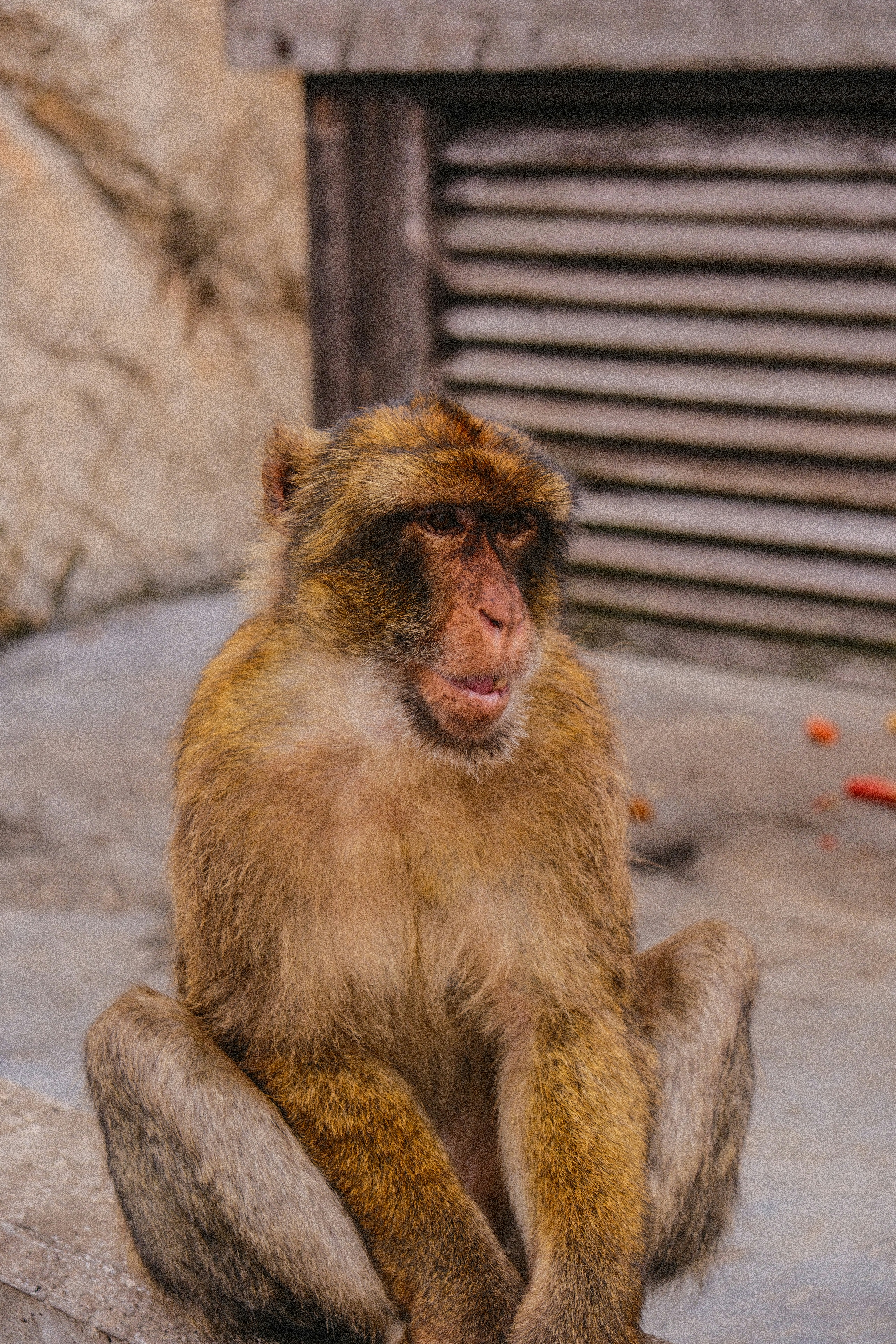 Primate in Quiet Contemplation by a Stone Stair and Slatted Door