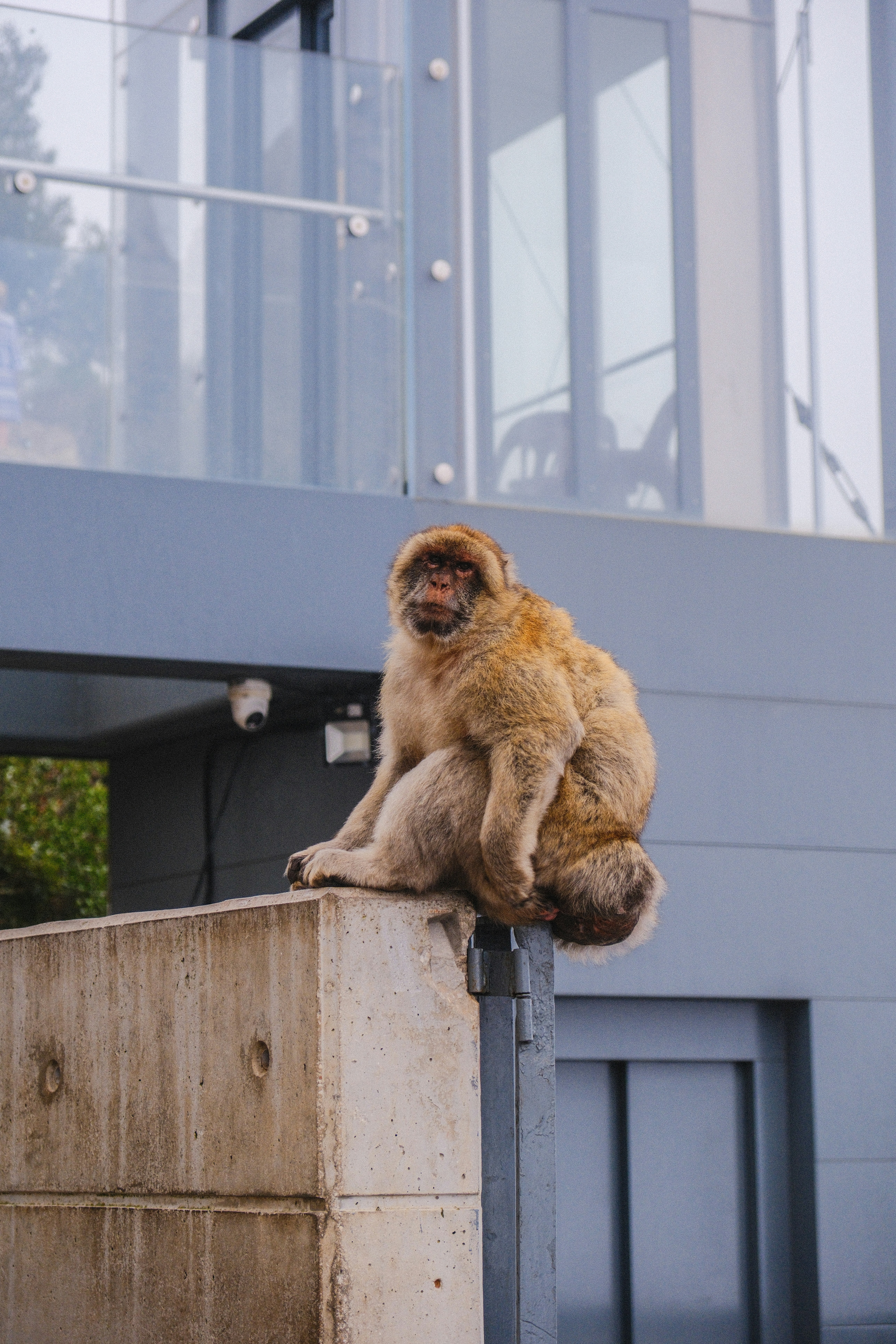 Perched on the Concrete Edge: A Curious Monkey Overlooking the Modern Facade