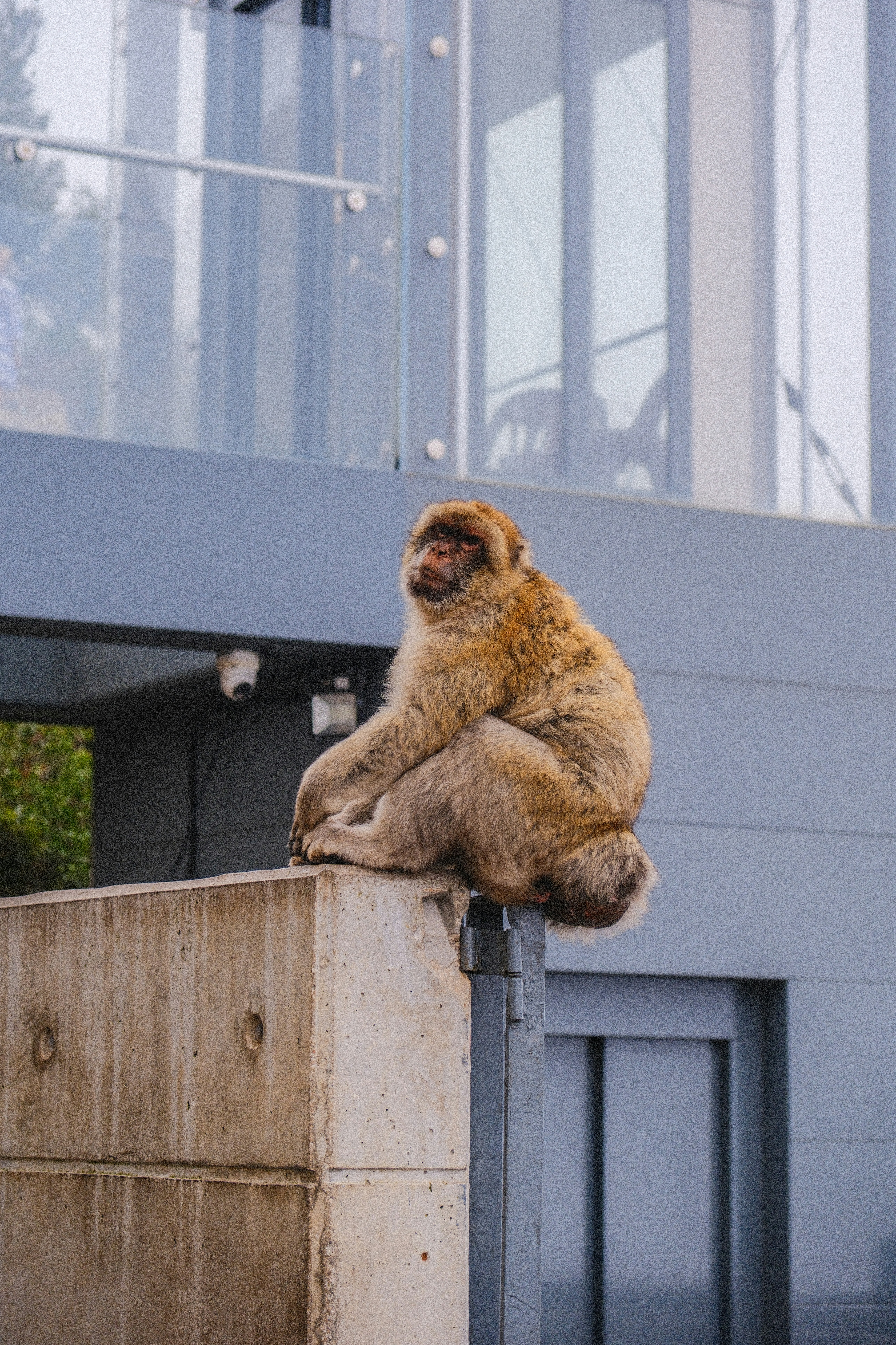 Urban Arboreal Sentinel: A Curious Monkey Perches Over Concrete