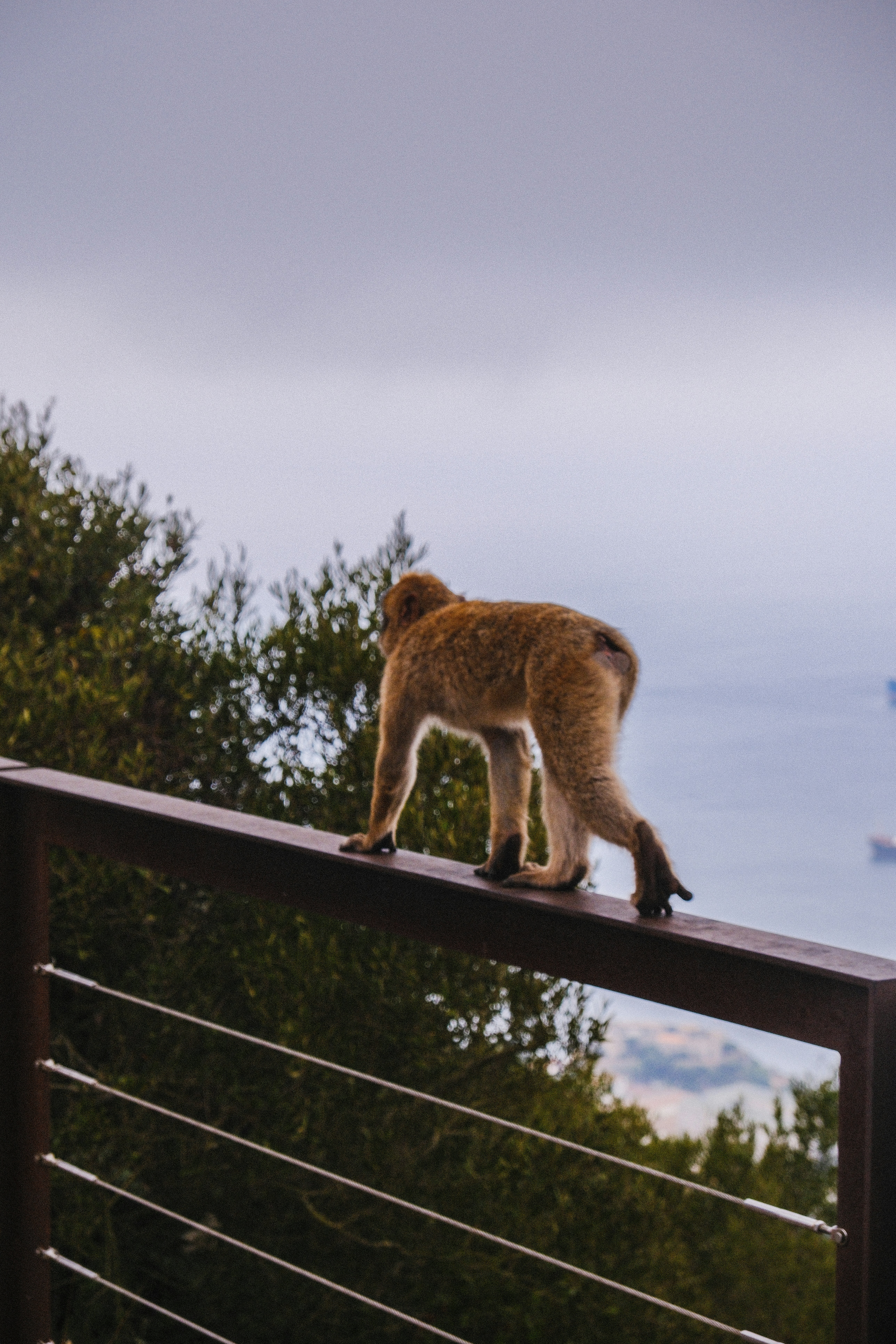 Caped on the Rim: A Primate Pause on the Rail