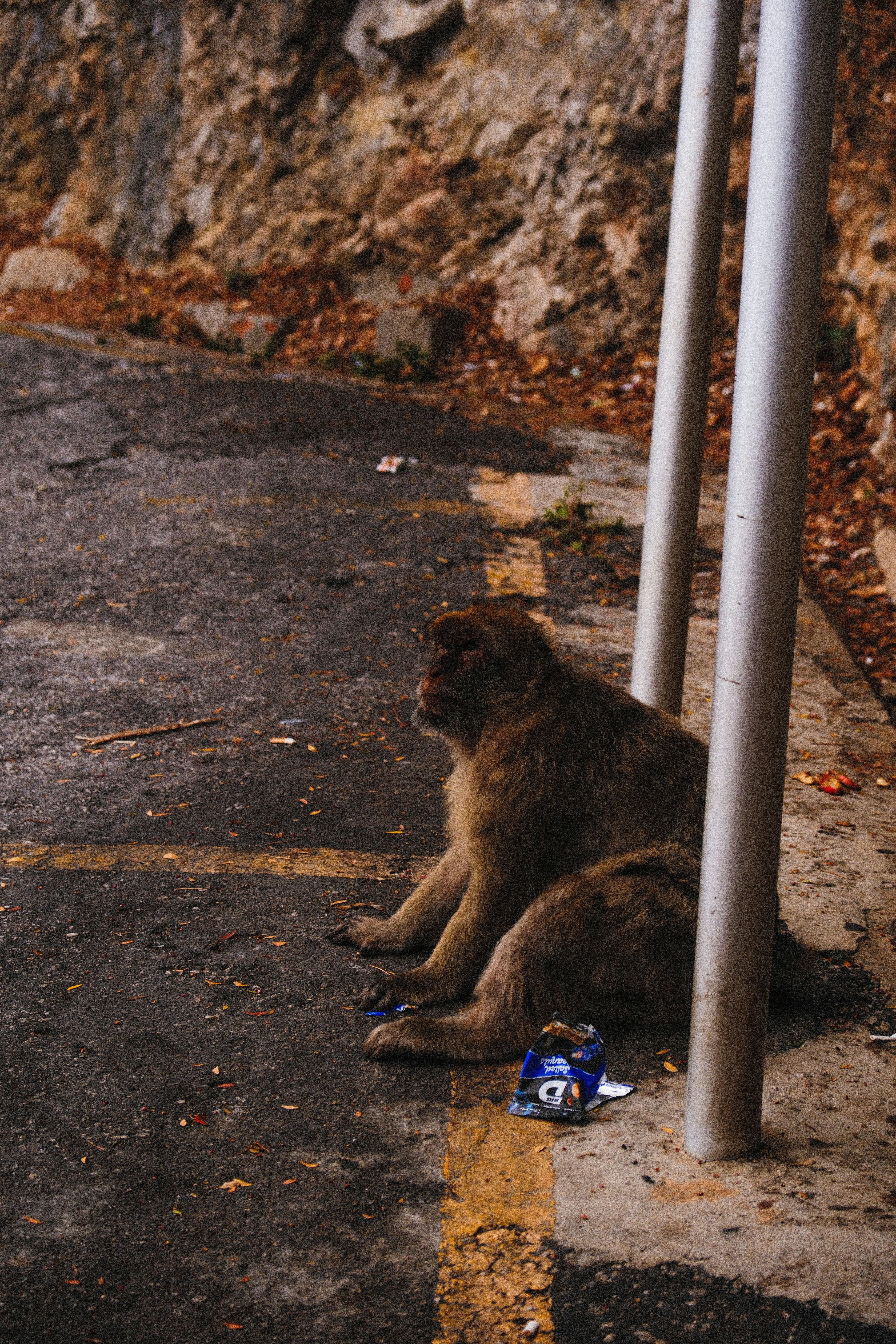 Stranded in the Alley: Monkey Beneath the Metal Poles