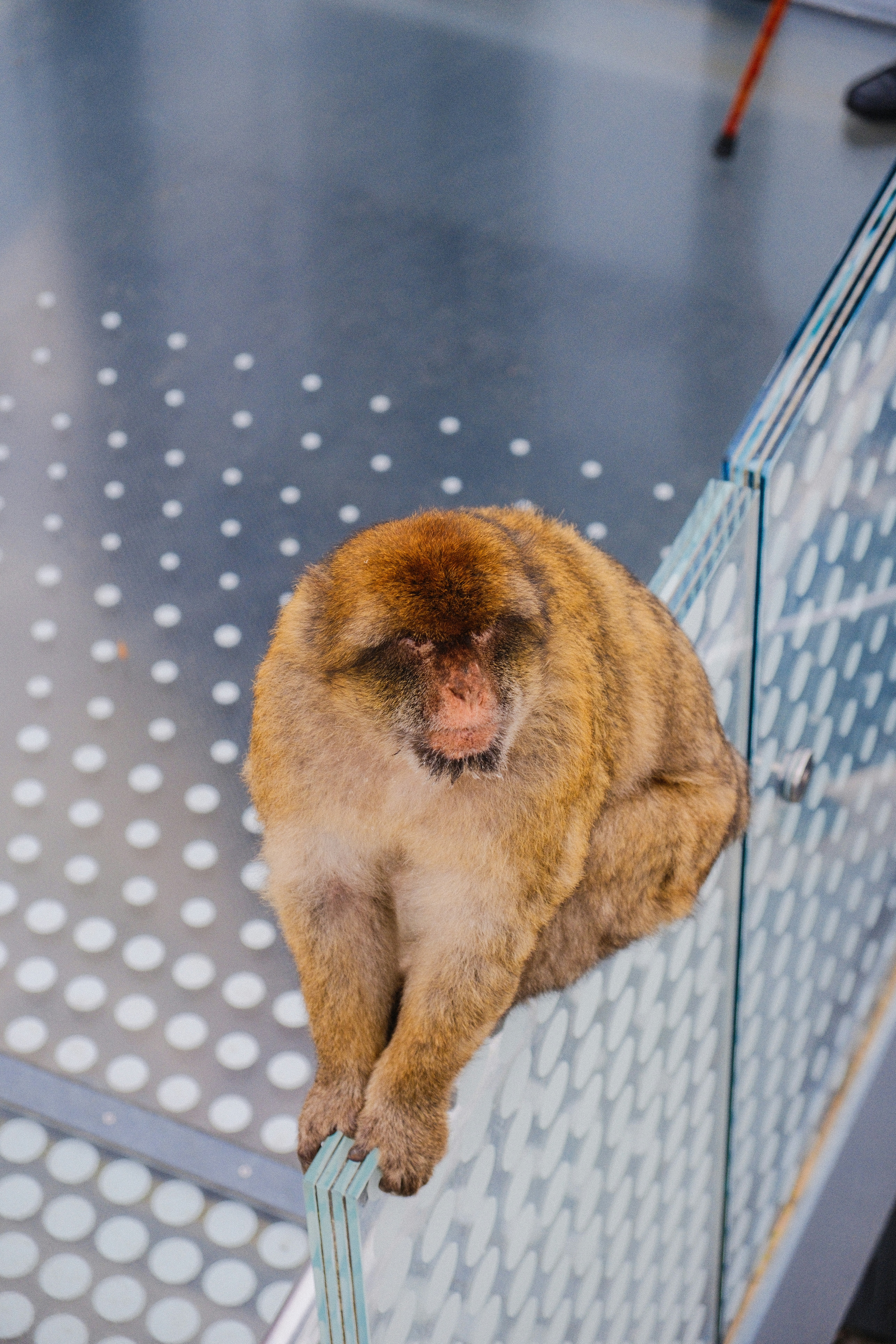 Golden-brown dog perched on a glass barrier inside a modern space