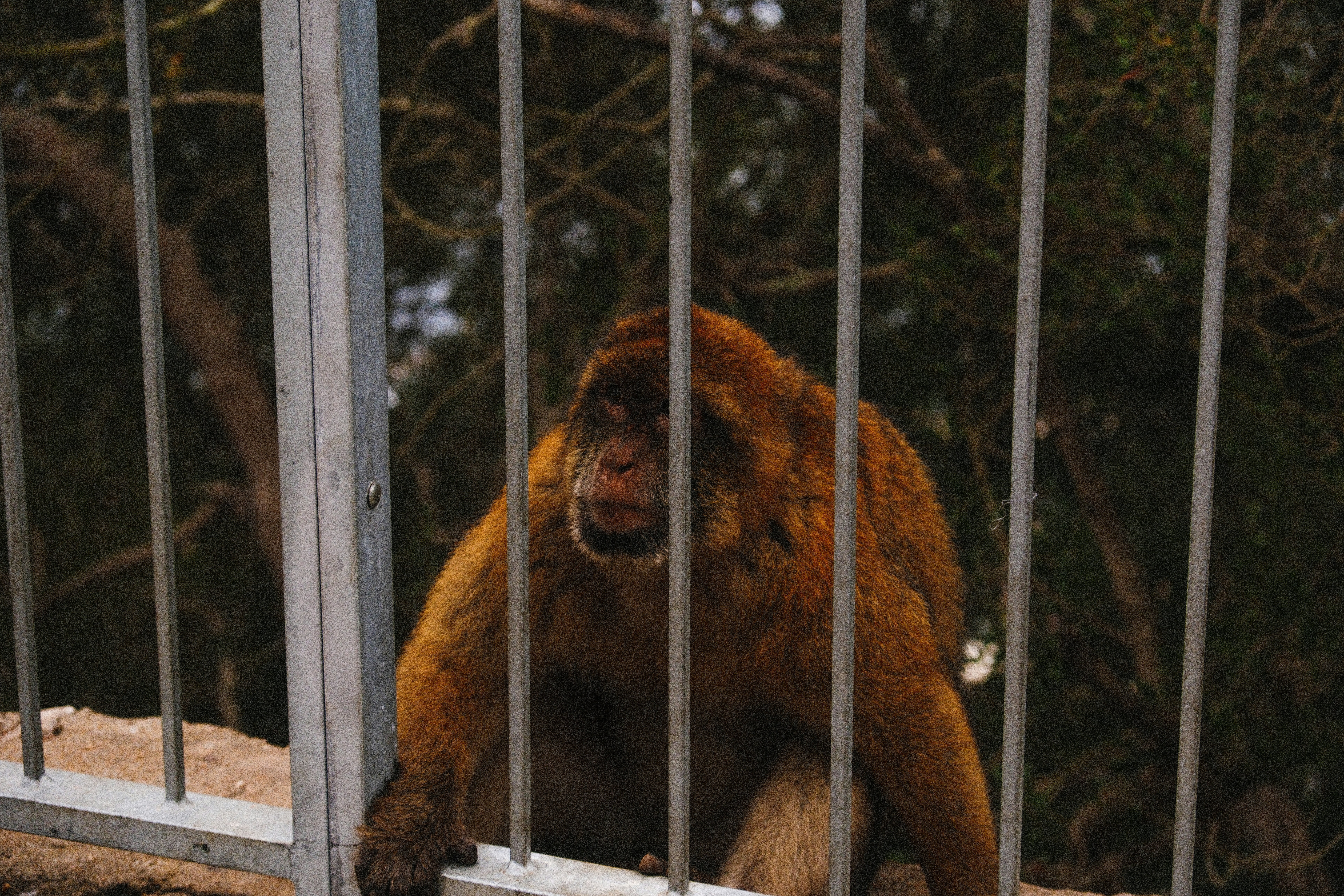 A monkey sits behind metal bars in an enclosure. photo – Free Animal ...