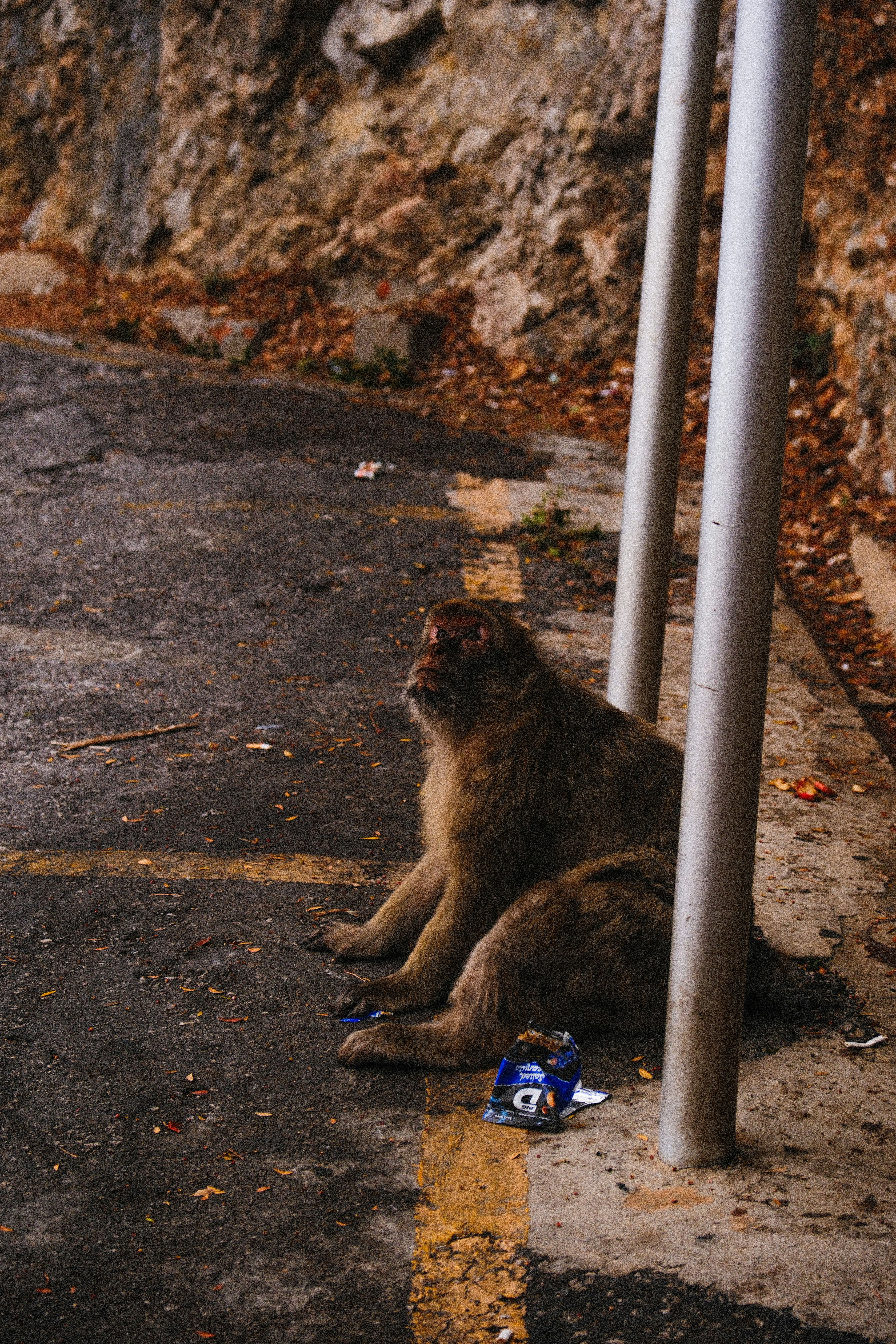 Stray Monkey by the Parking Lot Post