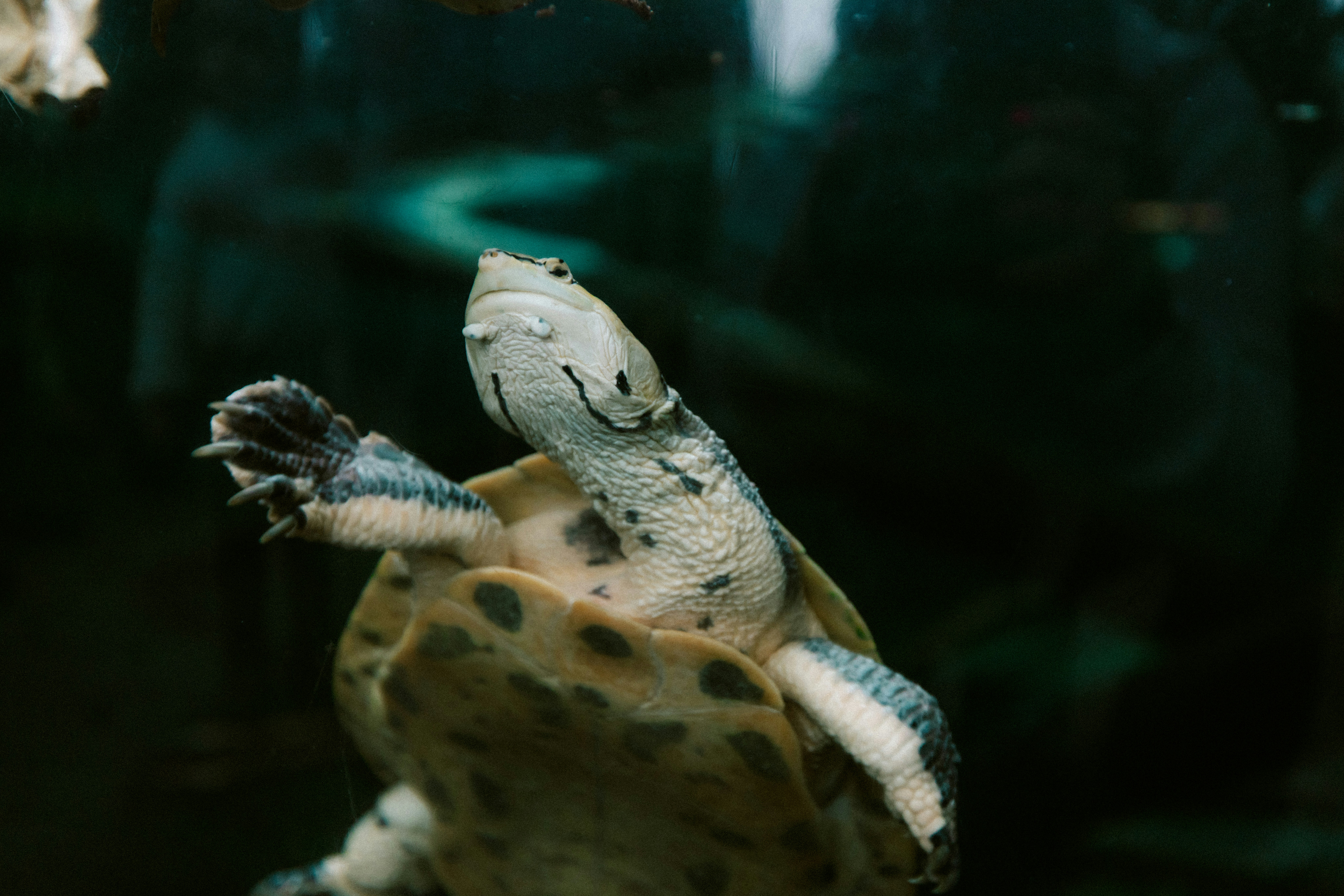 Dragon in the Deep: A Turtle's Quiet Front-Facing Moment