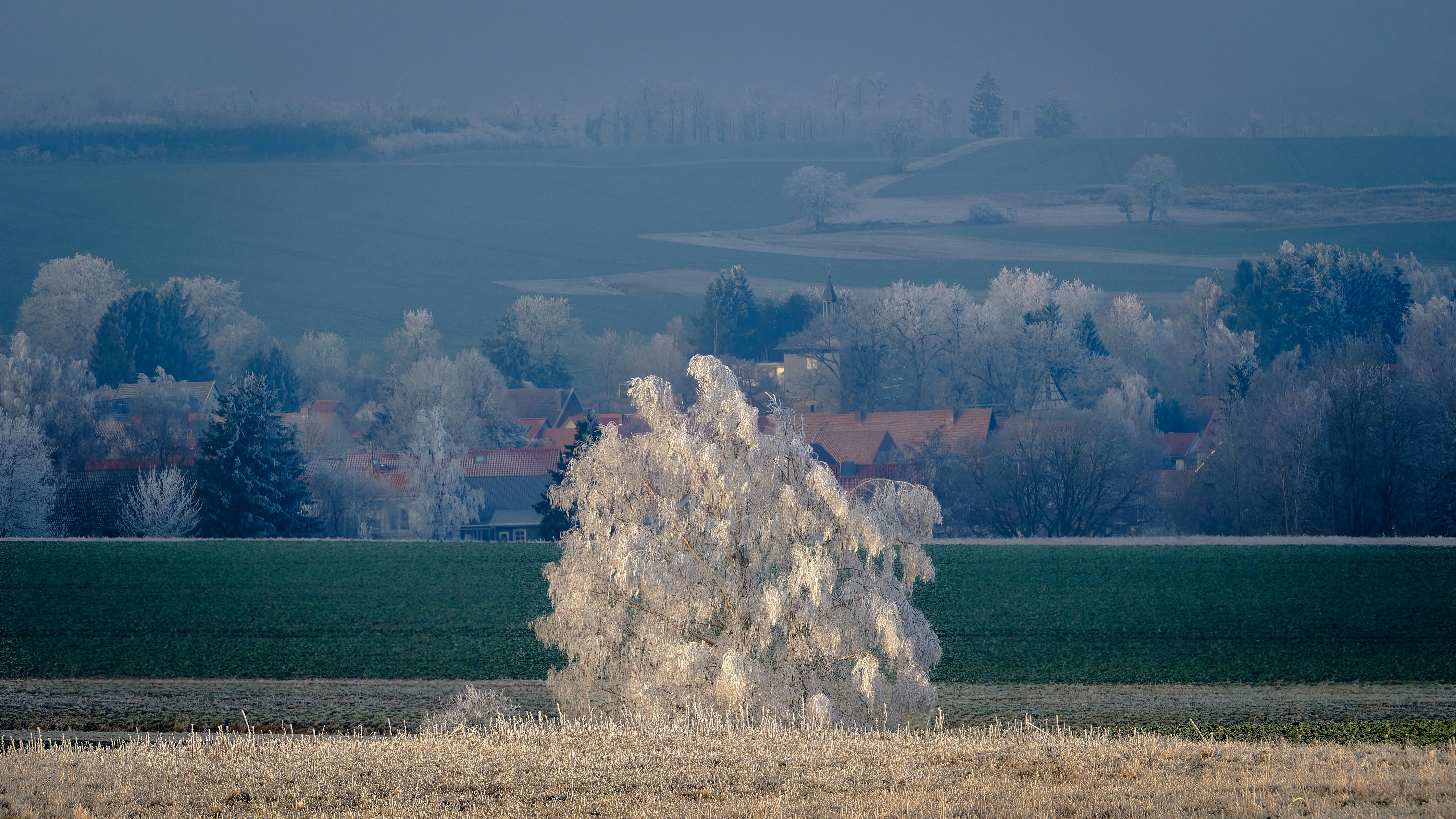 Snow-White solitary tree in a frank landscape
