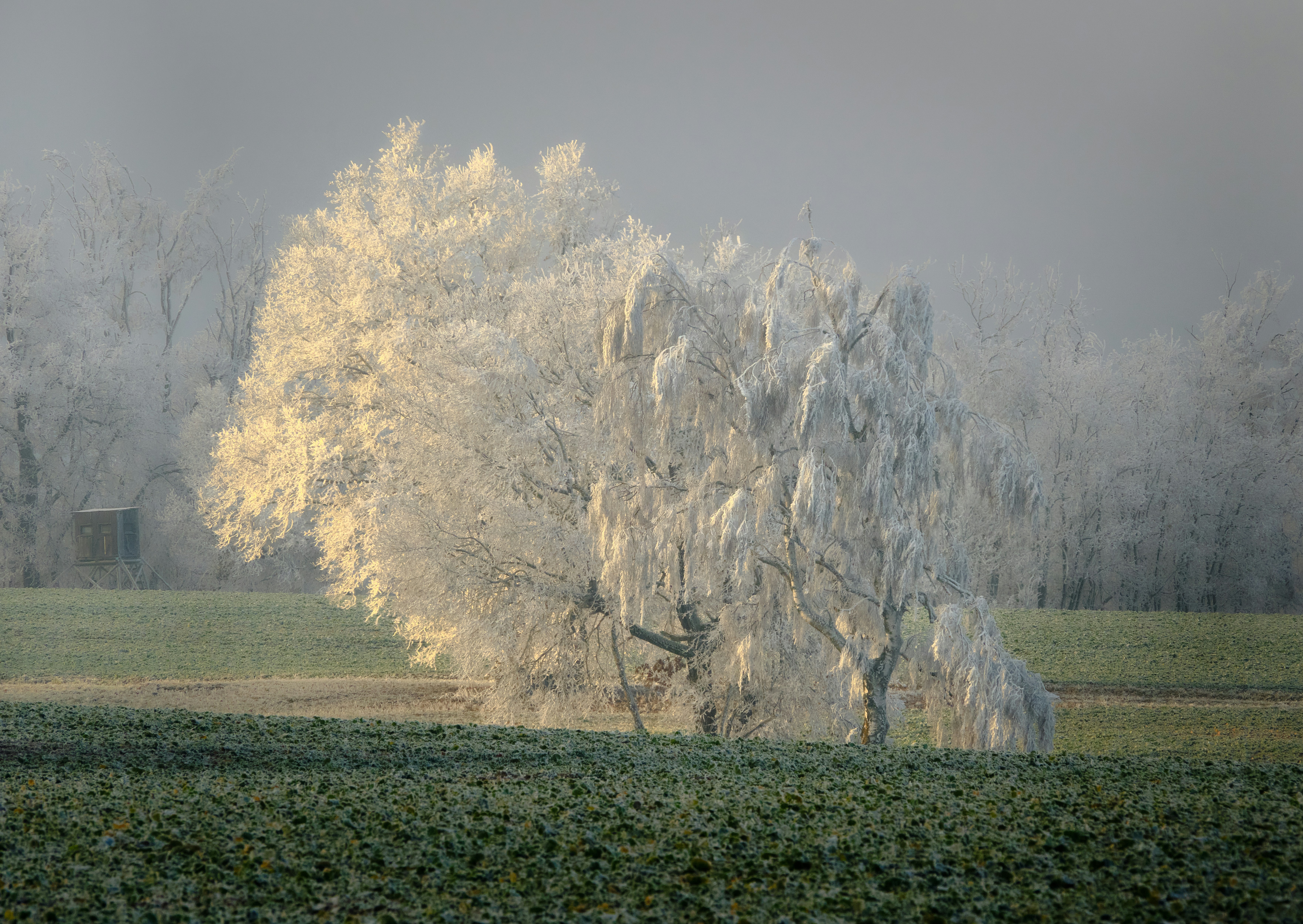Sunlit Frost: A Quiet Cluster of Winter Trees Illuminated in Dawn Mist
