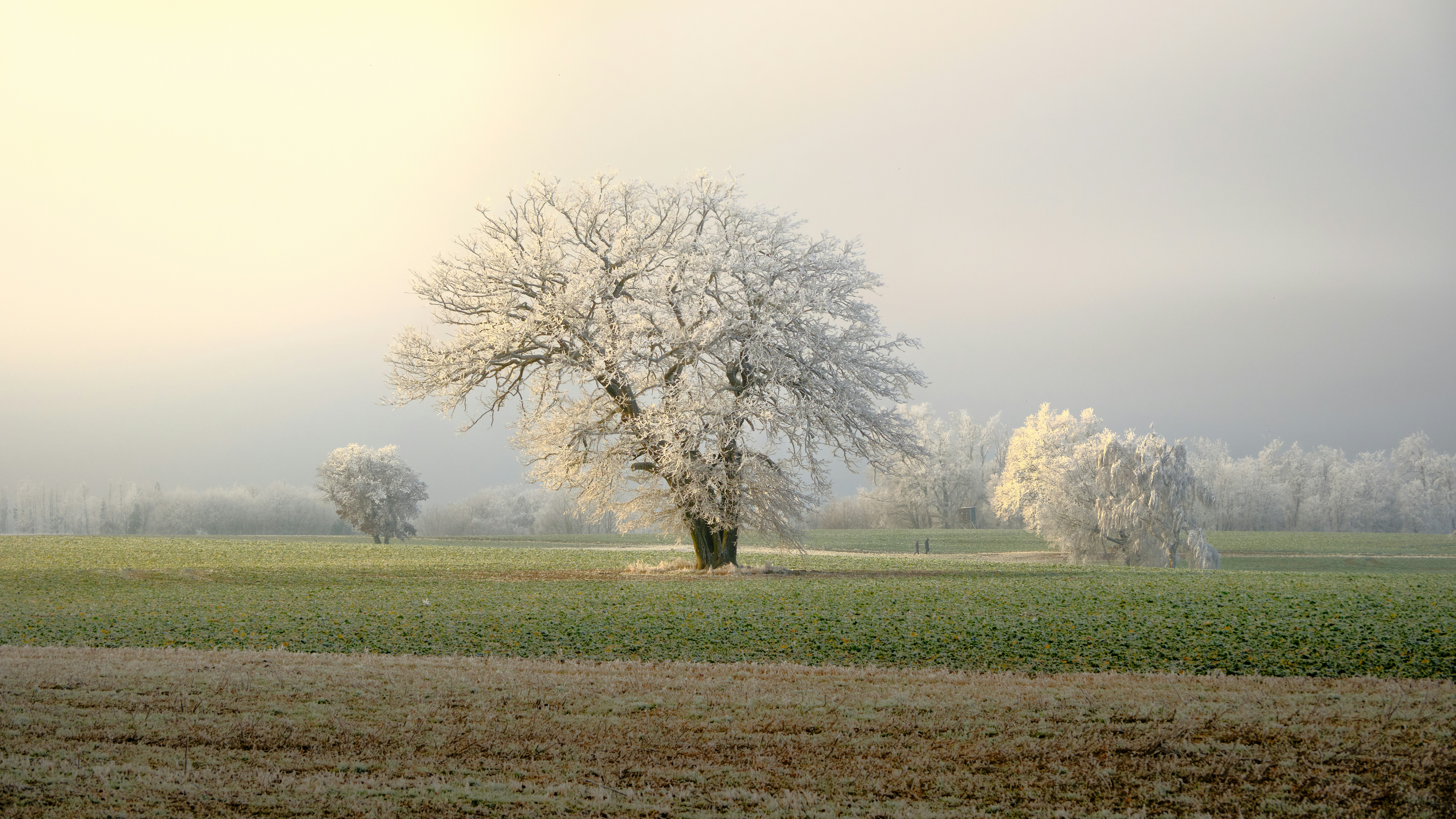  Frosted Sentinel in Dawn-lit Fields