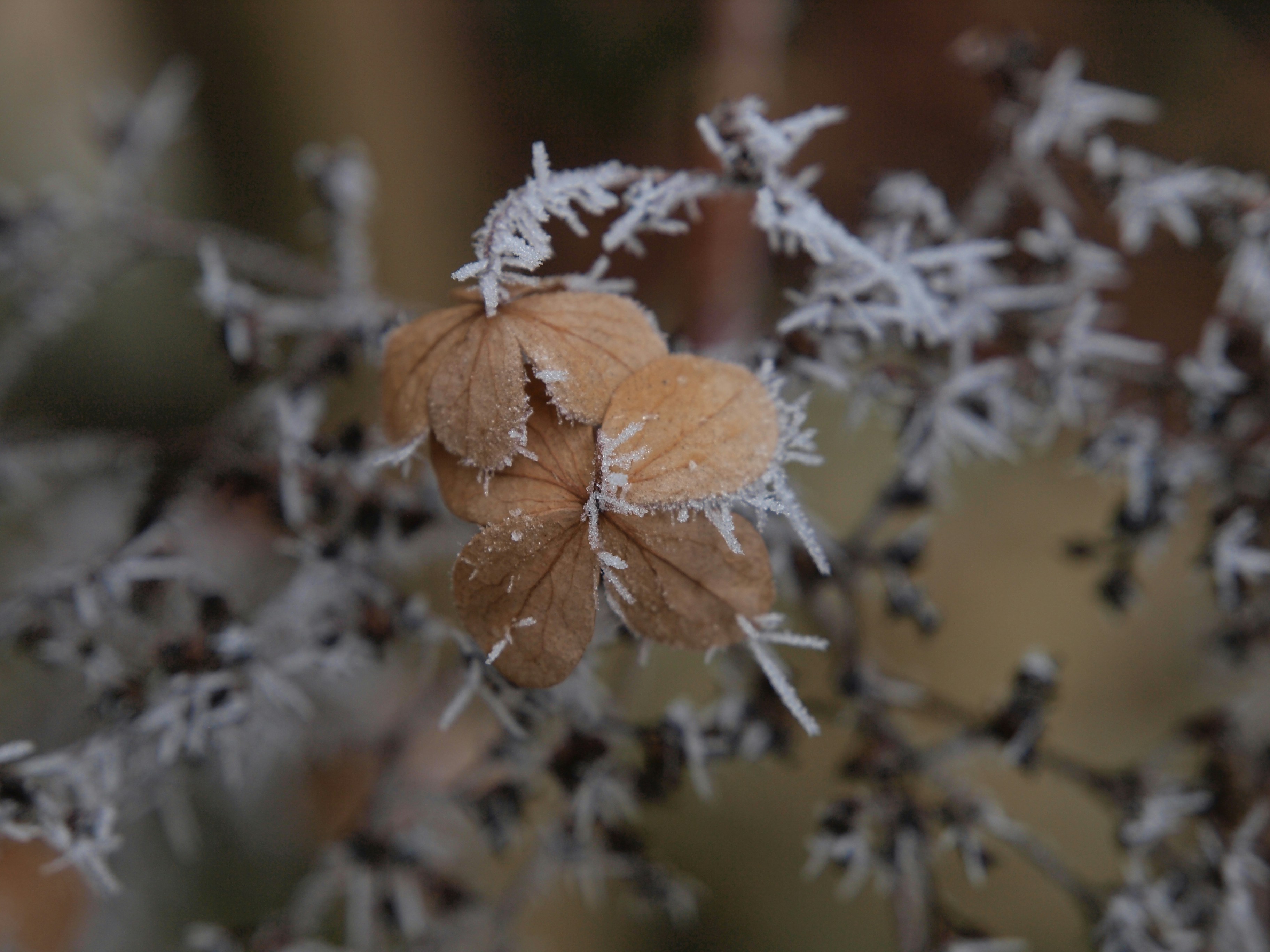  frost-kissed hydrangea seed pod cluster in muted woodland