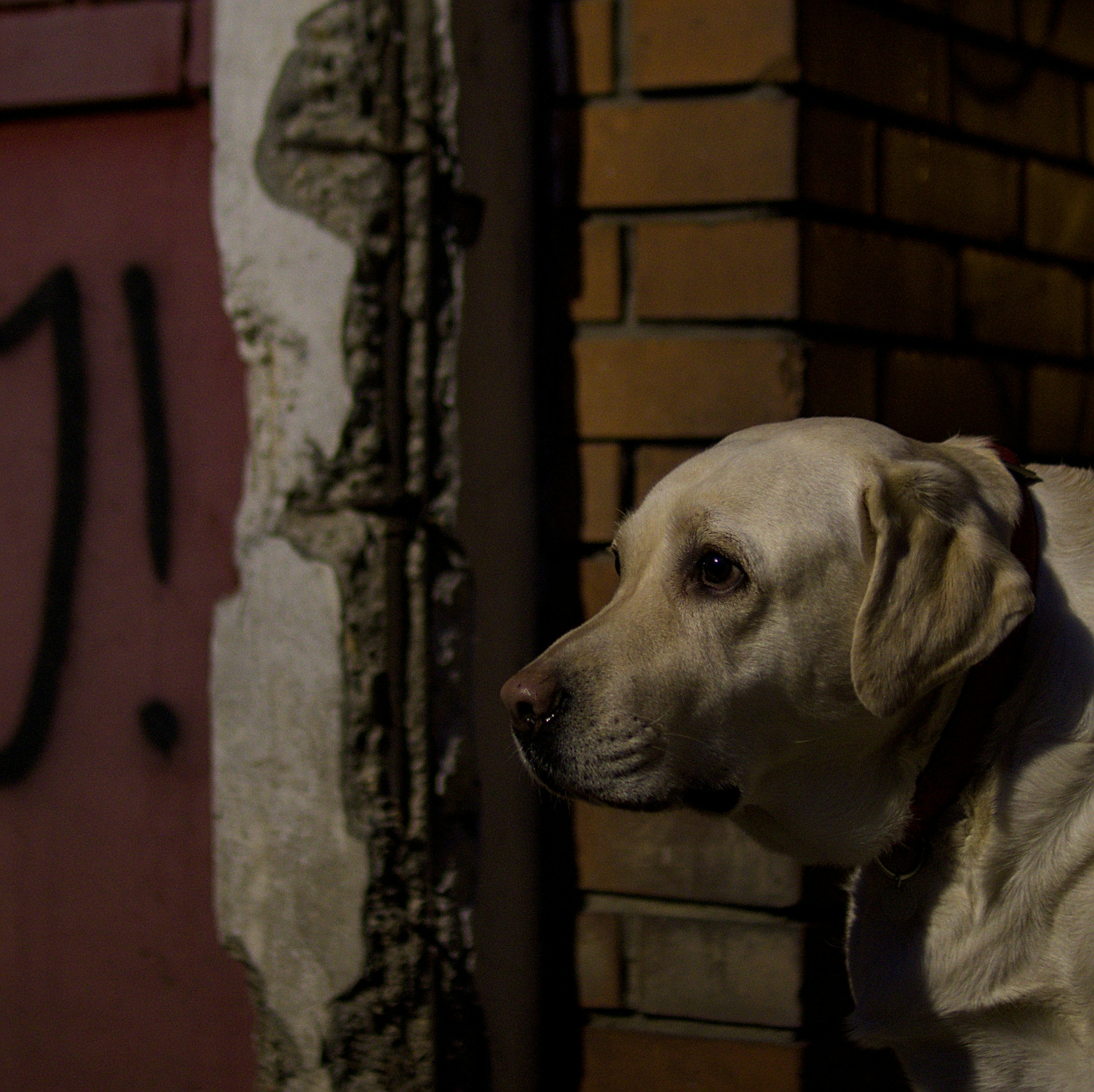 Golden Hour Watcher at the Doorway