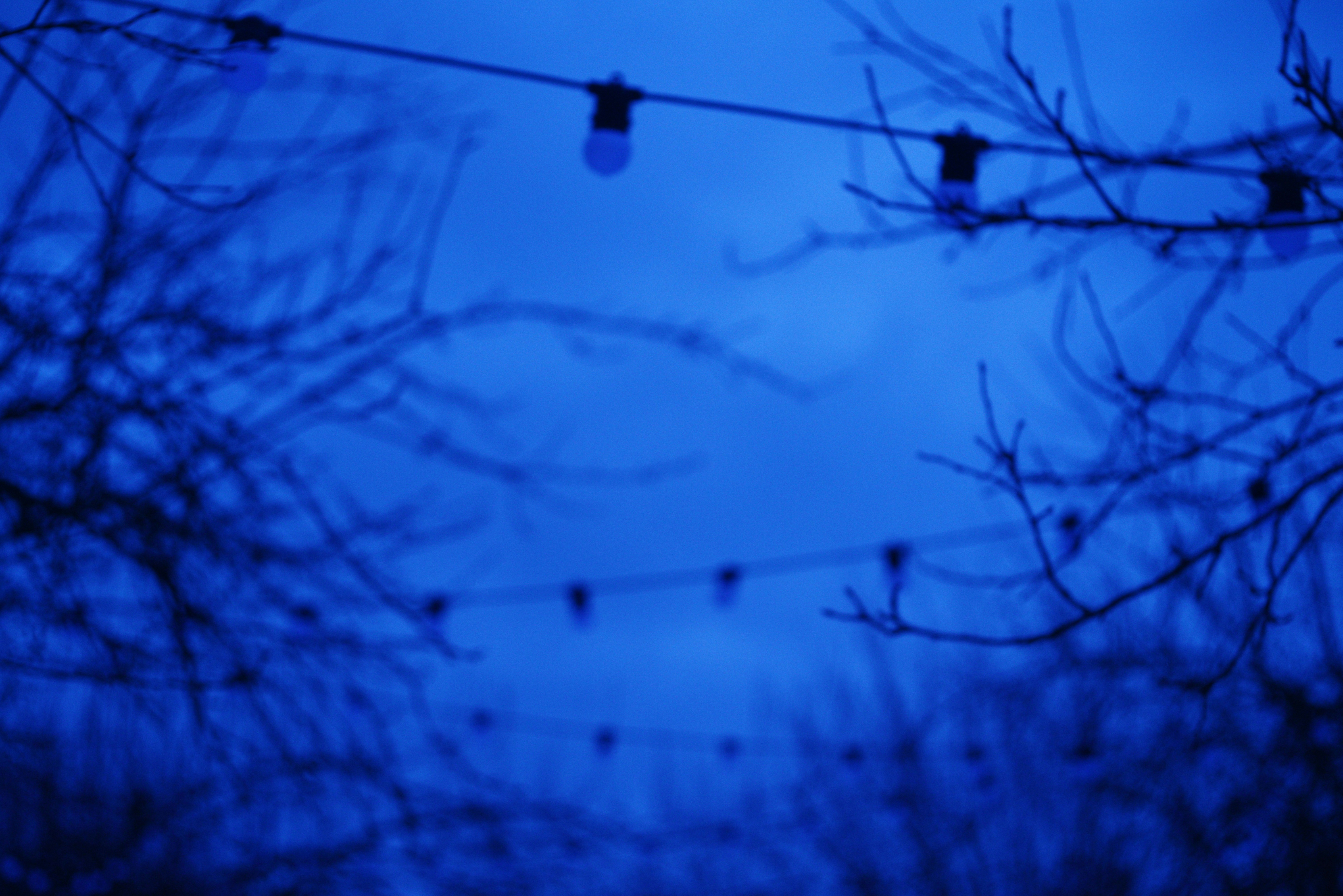 Blue Twilight Lights: Outlined Branches Against Evening Sky