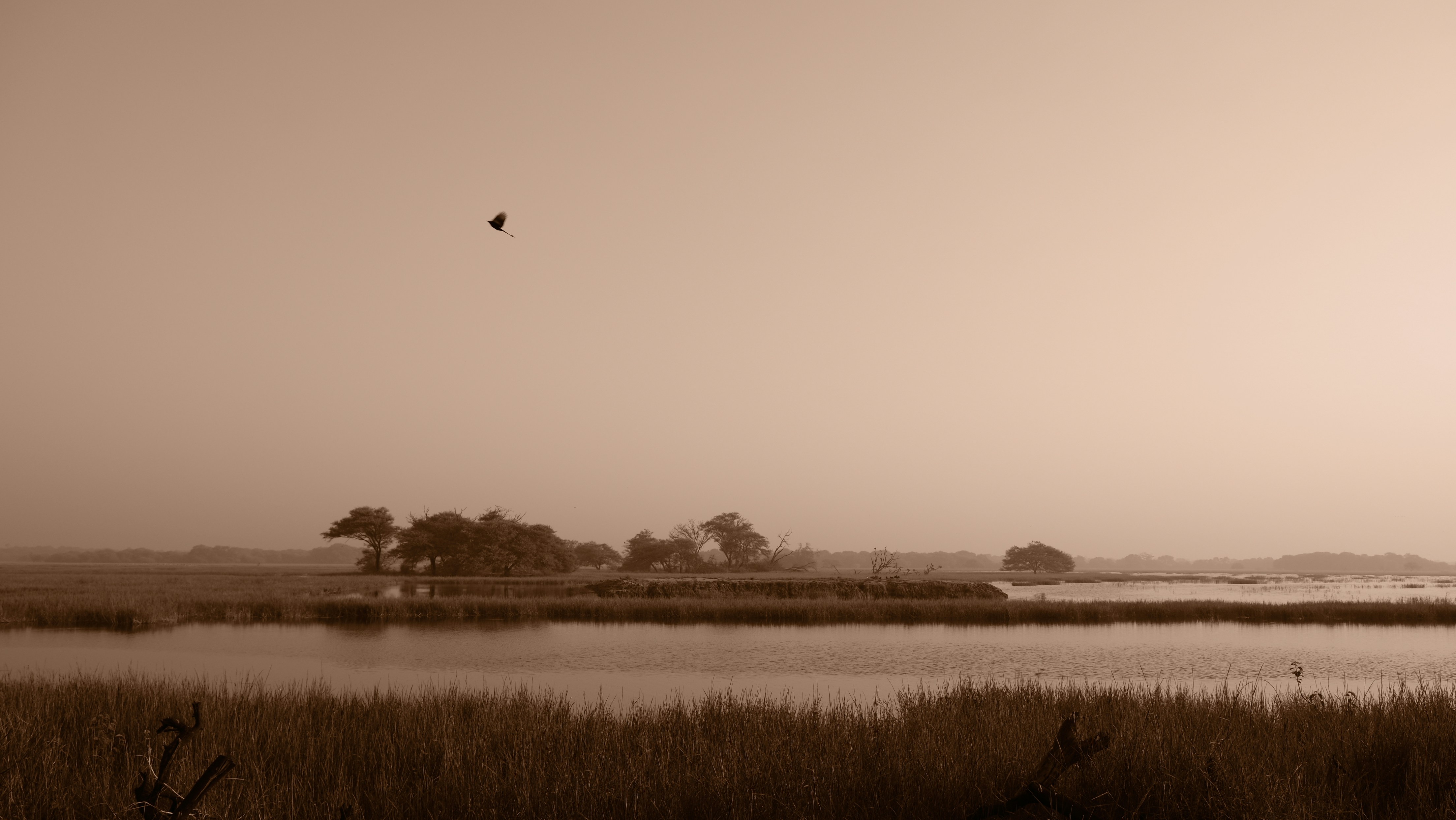 Tide Flats at Dusk: Birds and Bank of Reeds