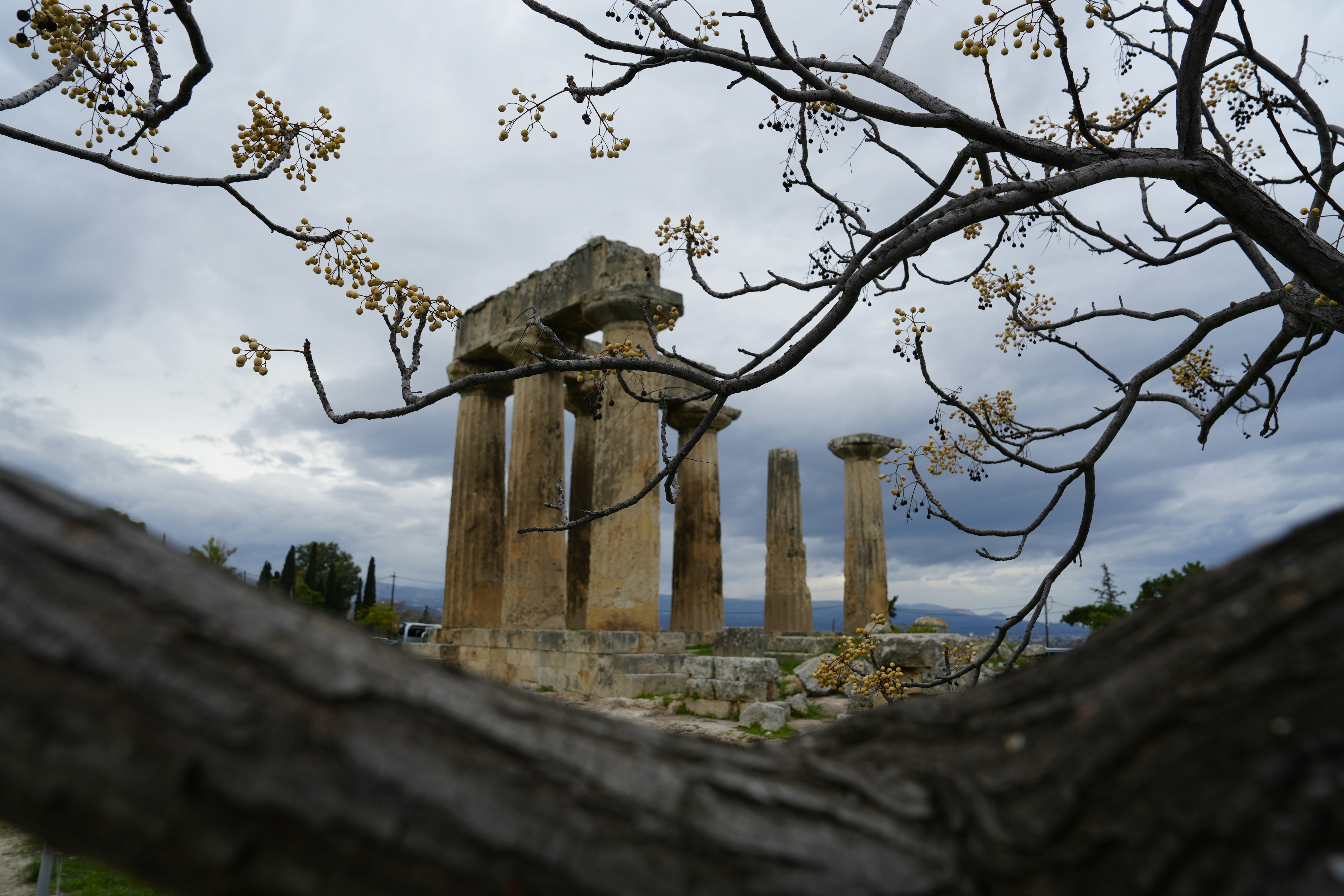 Ruins Frame the Sky: Ancient Columns through a Gnarled Branch