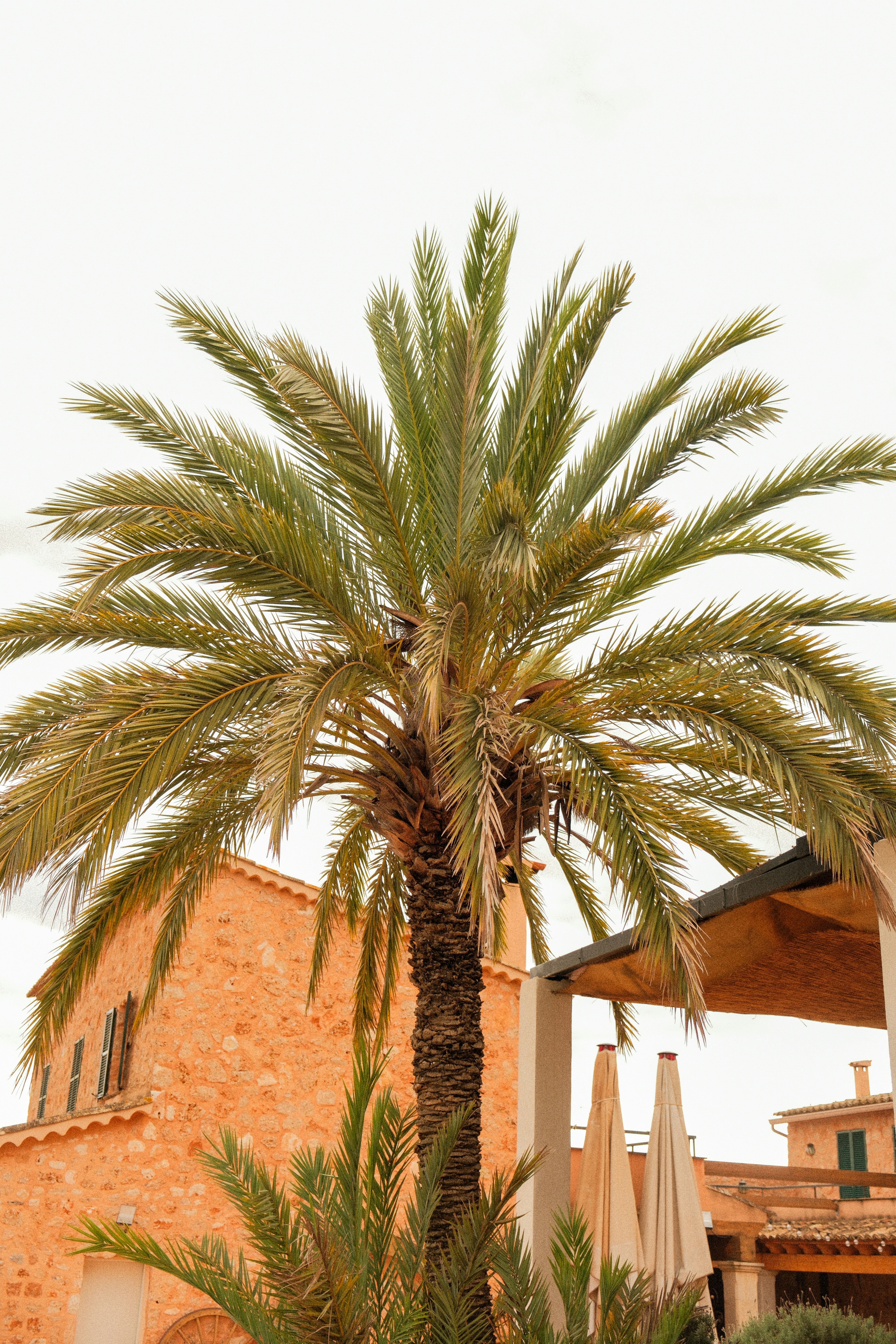 Palm Sentinel Over a Mediterranean Courtyard