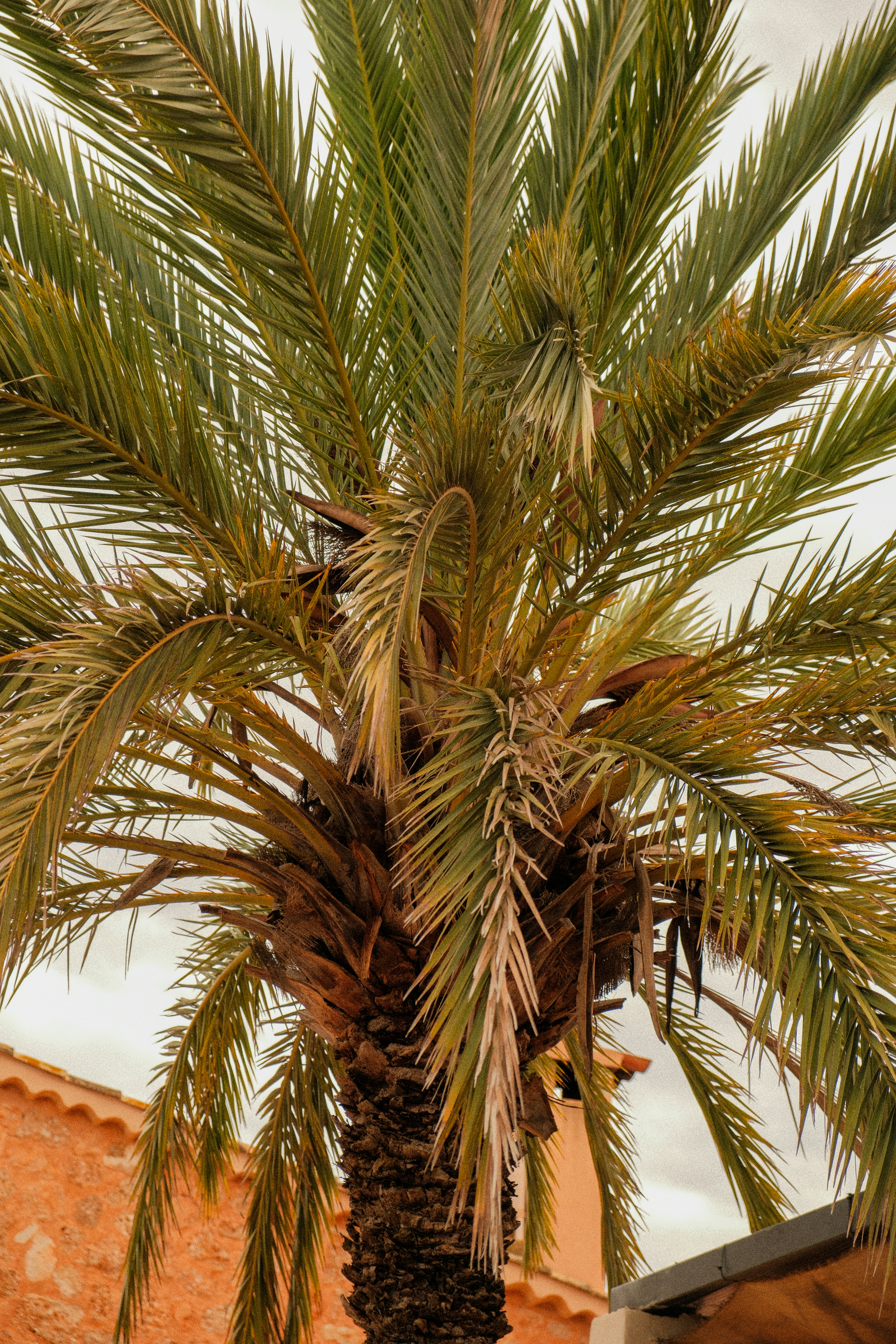 Palm Crown Rising Over Rustic Terrace