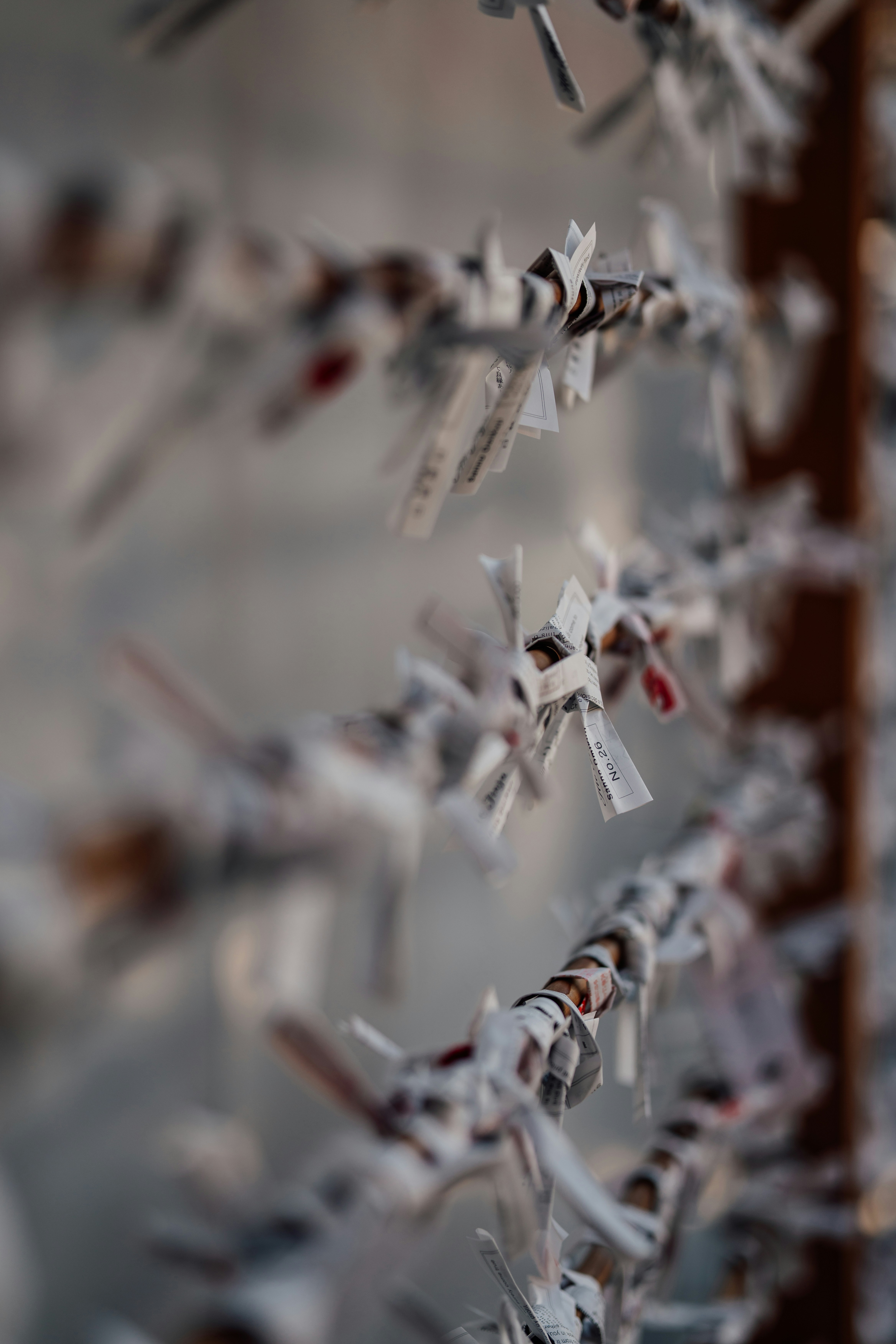 Whispers on a String: A Field of Wishes Tied in White