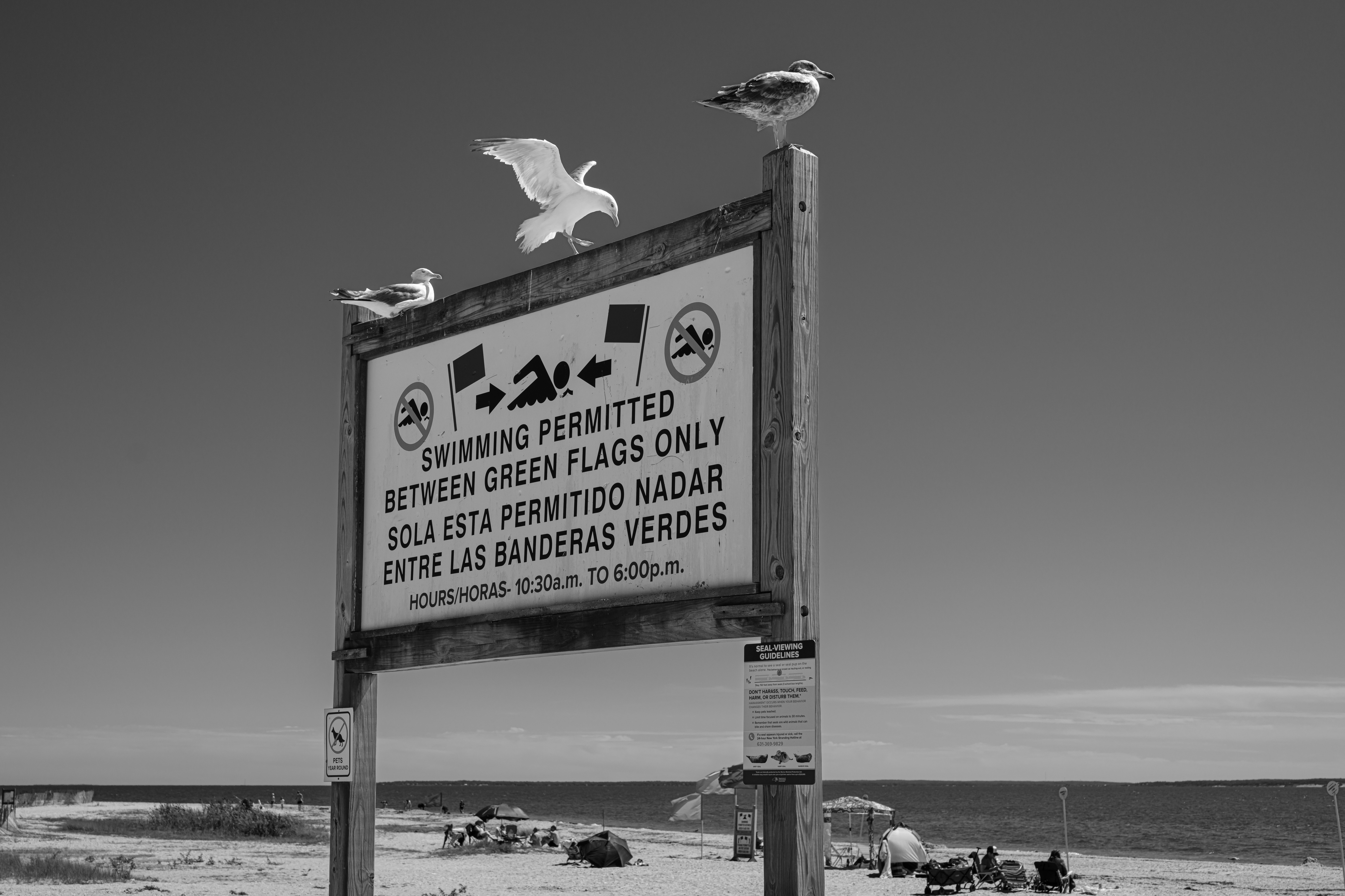 Seabird Vigil by the Signboard Under a Calm Sky