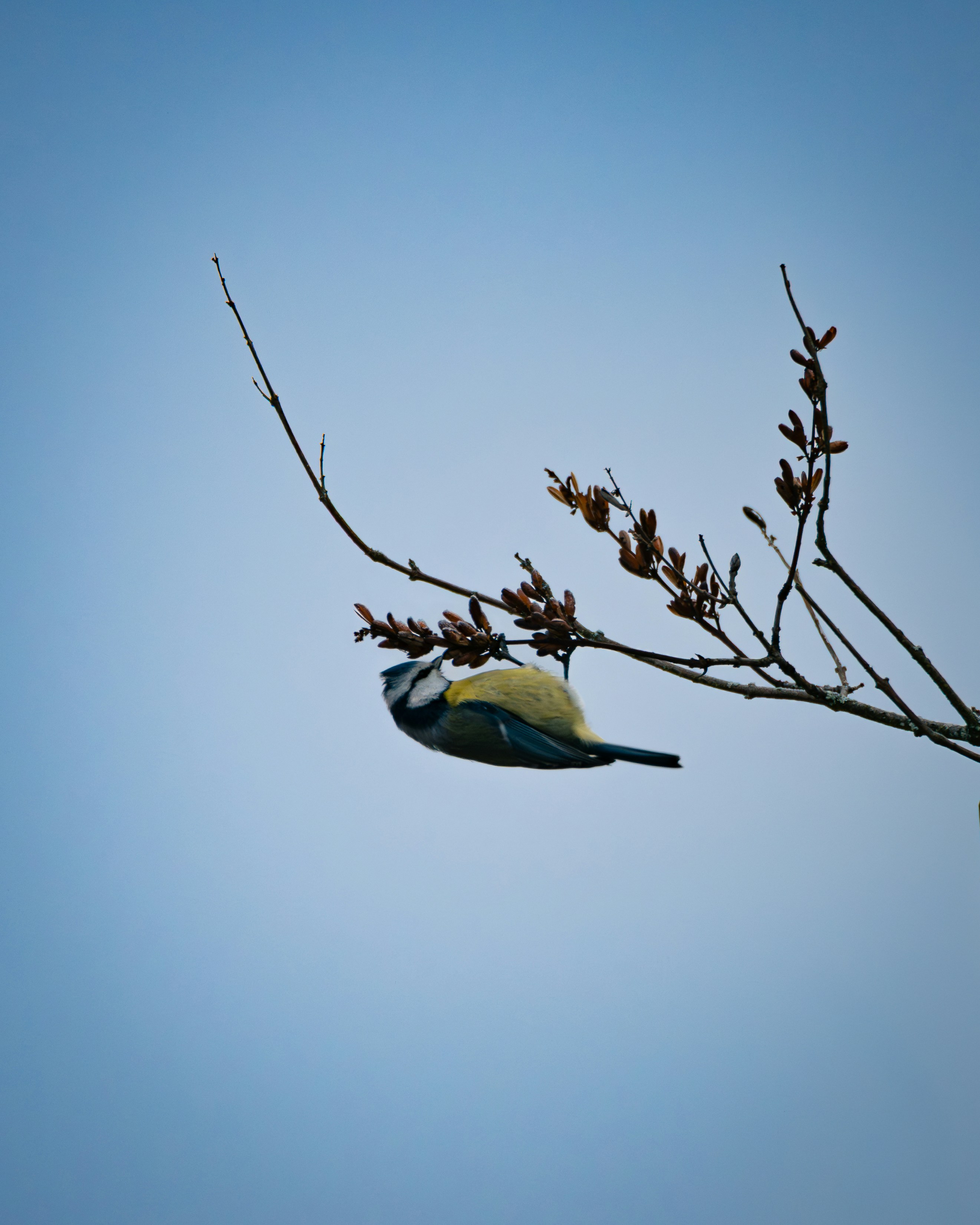 Blue Hour Finches: A Tiny Bird on a Quiet Branch
