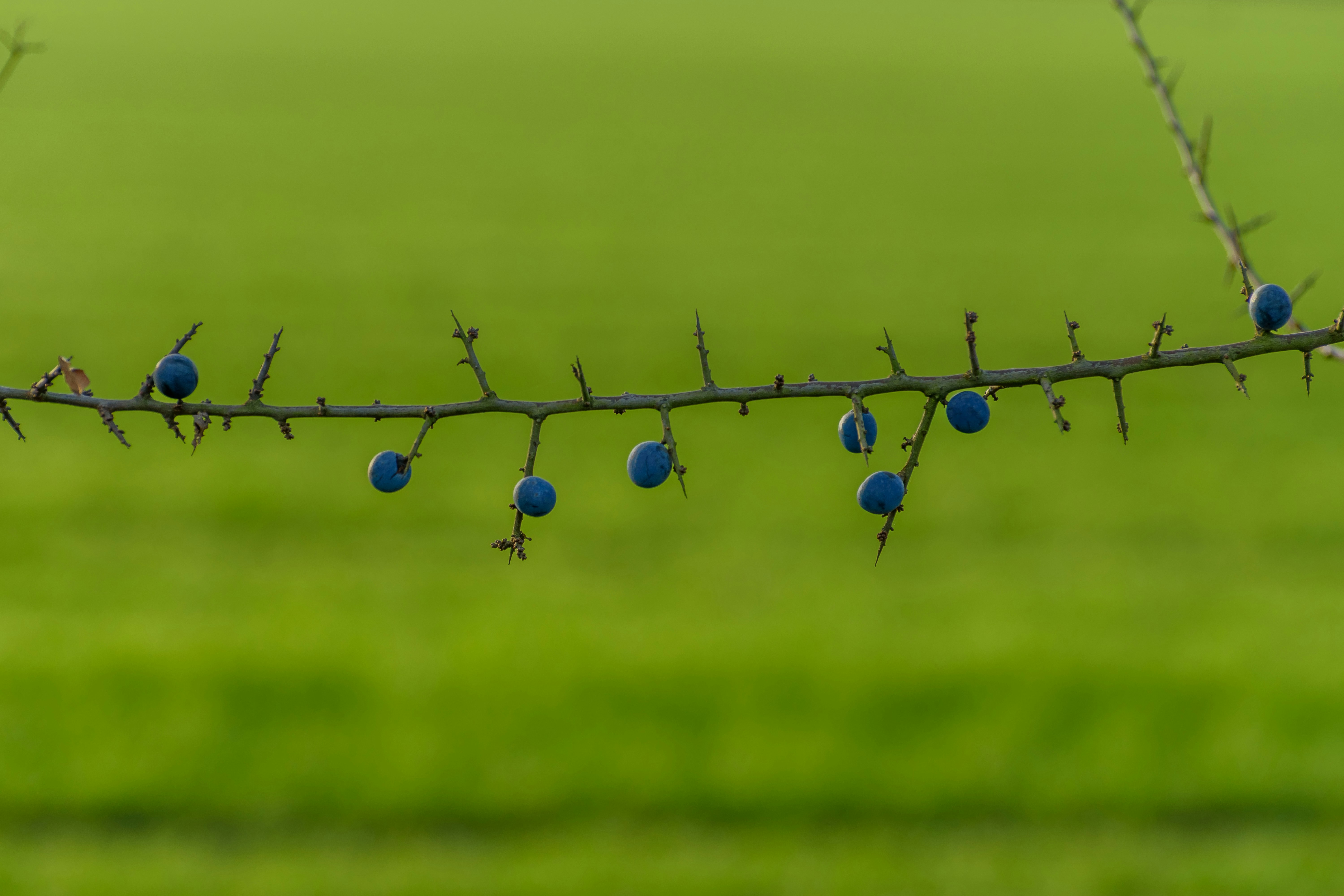 Blue berries on a thorny branch over a blurred green field
