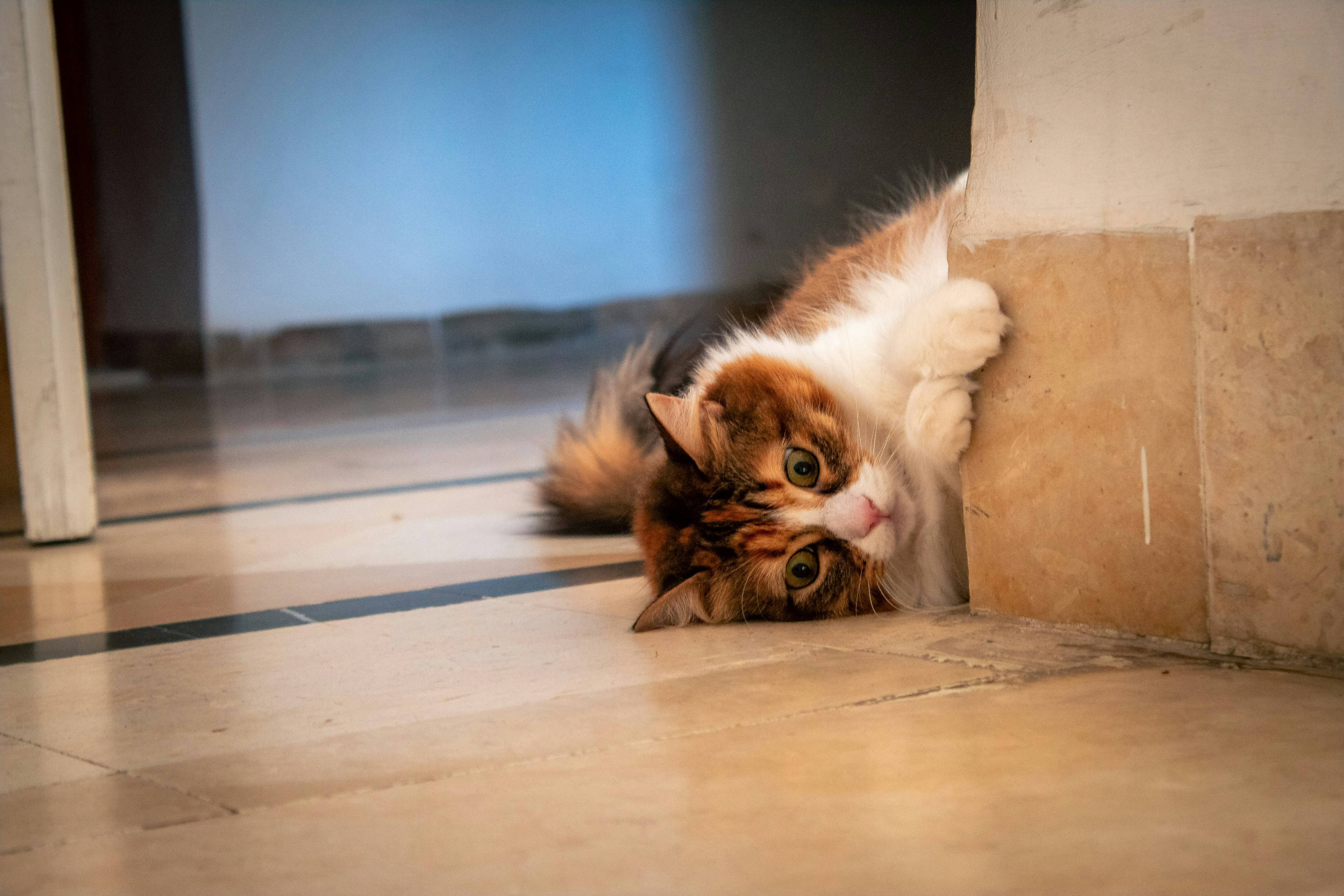 Curled Mystery: A Cat's Quiet Repose by the Tile Corner