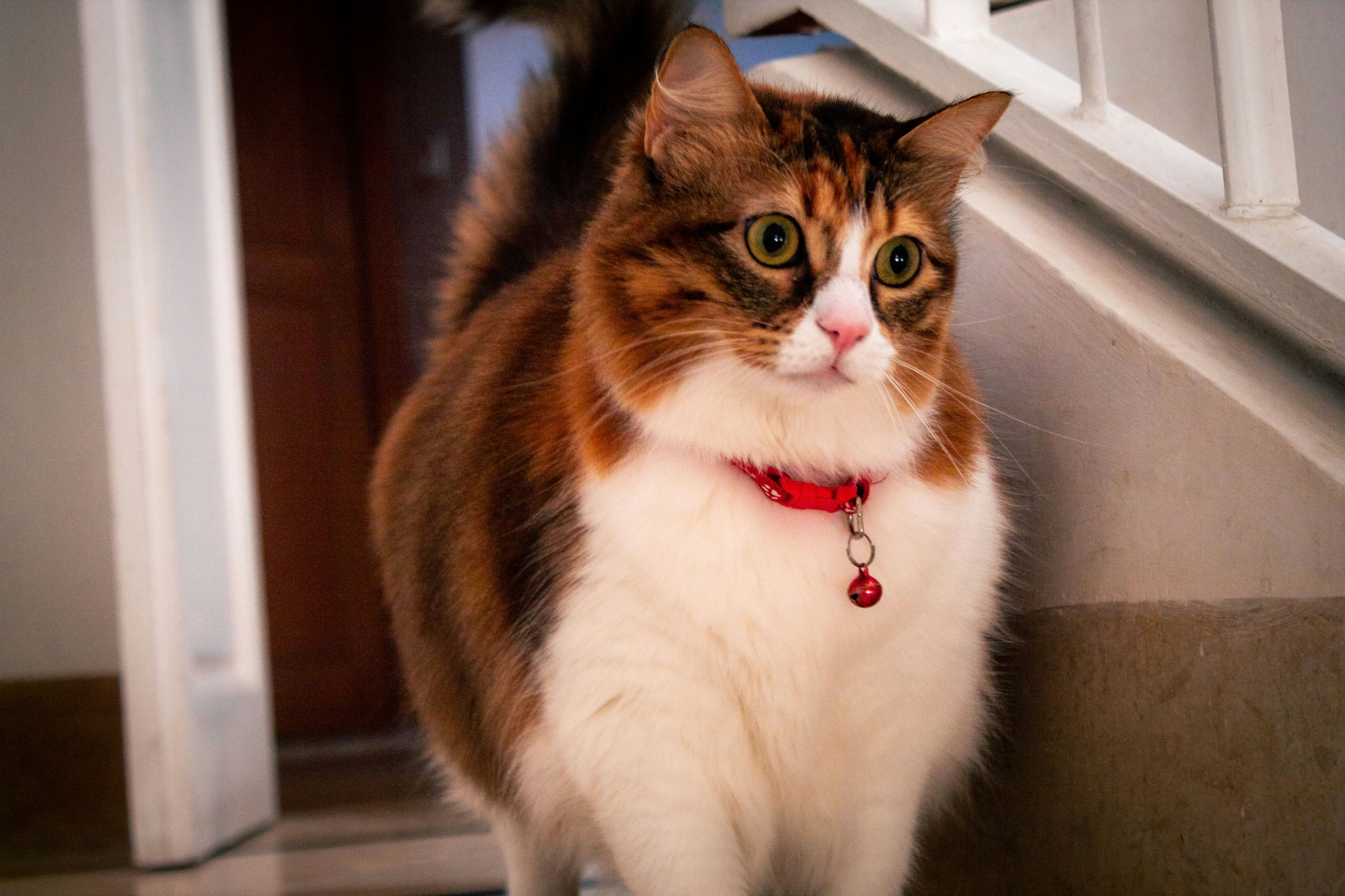 Curious Calico at the Stairway Threshold