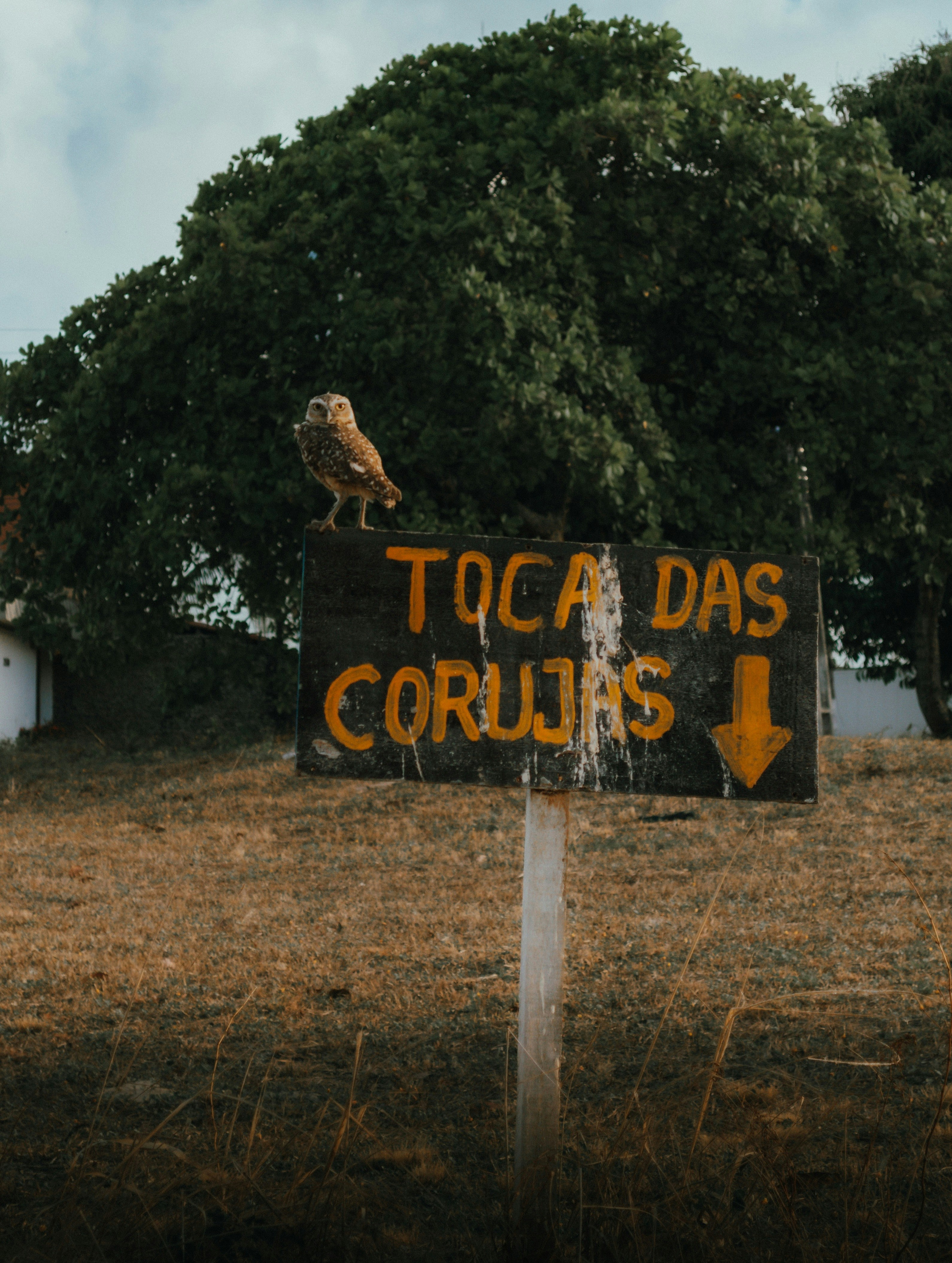 Owl on a Signpost: Sentinel of the Field