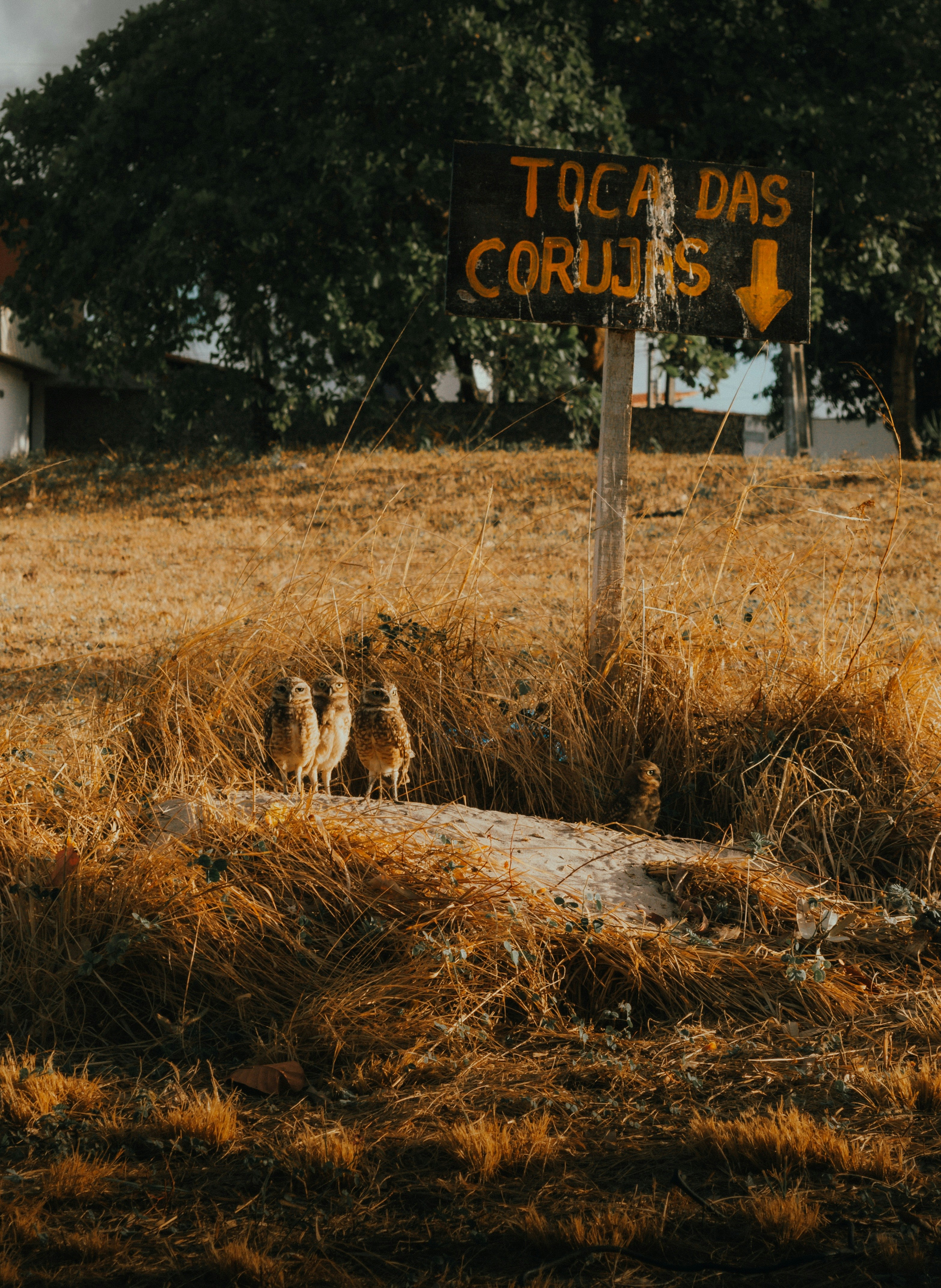 Owl duo under a weathered warning sign in golden scrub