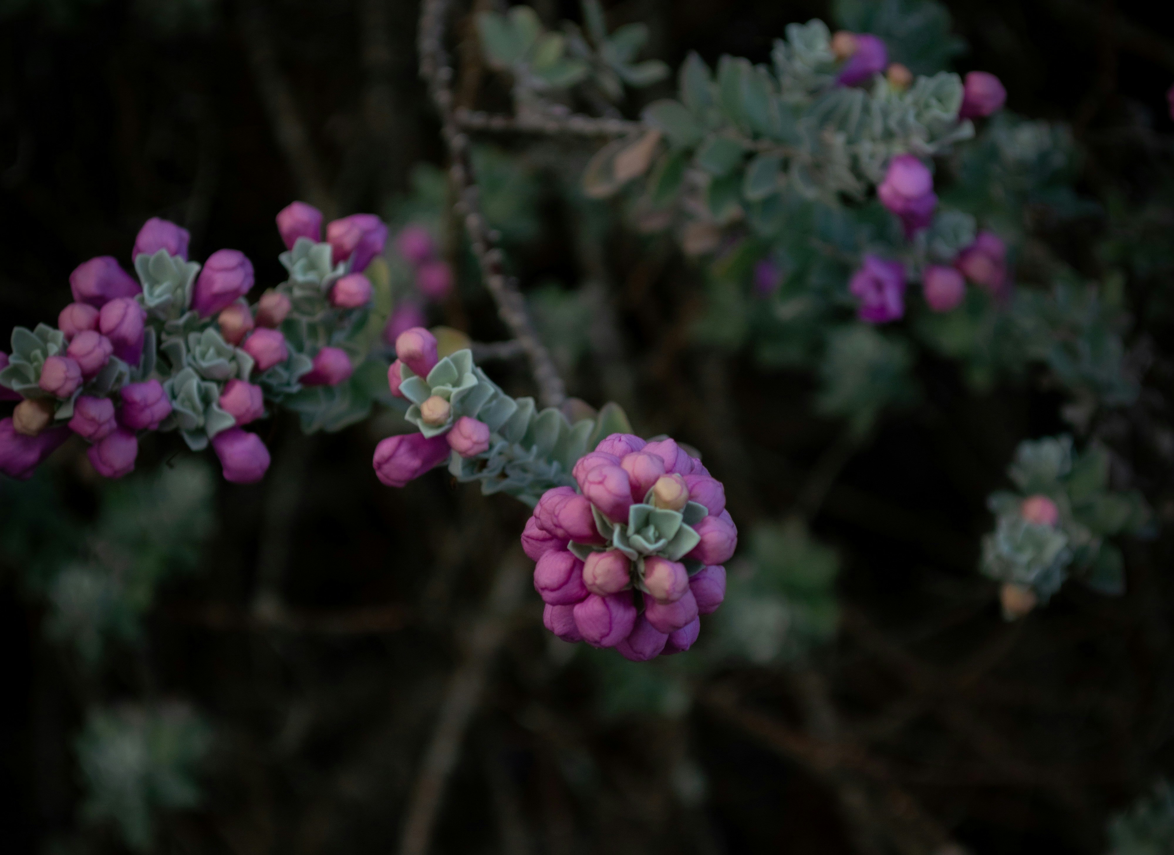 Purple Buds at the Edge of Darkness