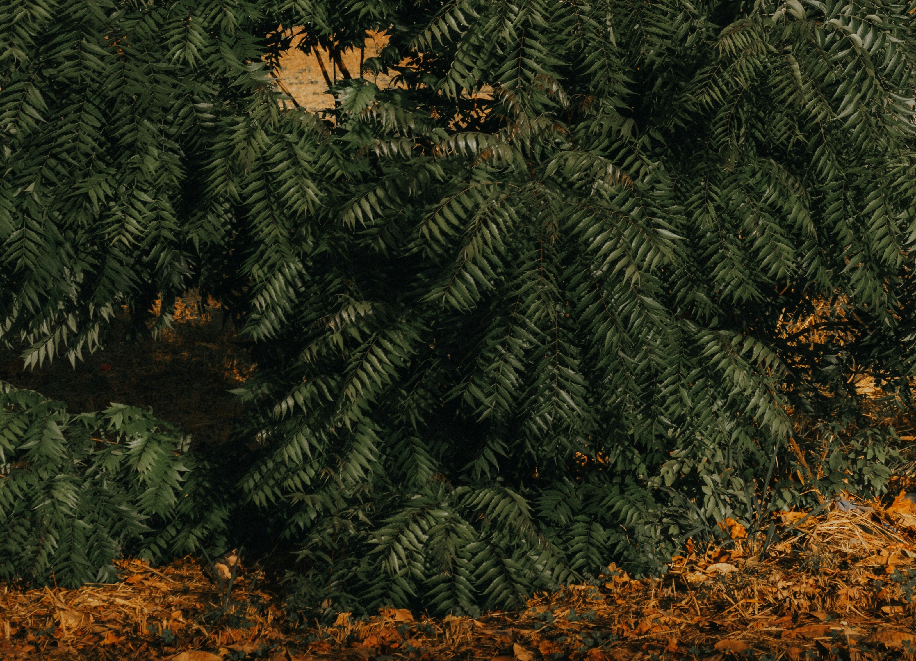 Dense Fern Canopy Over a Leaf-Littered Earth