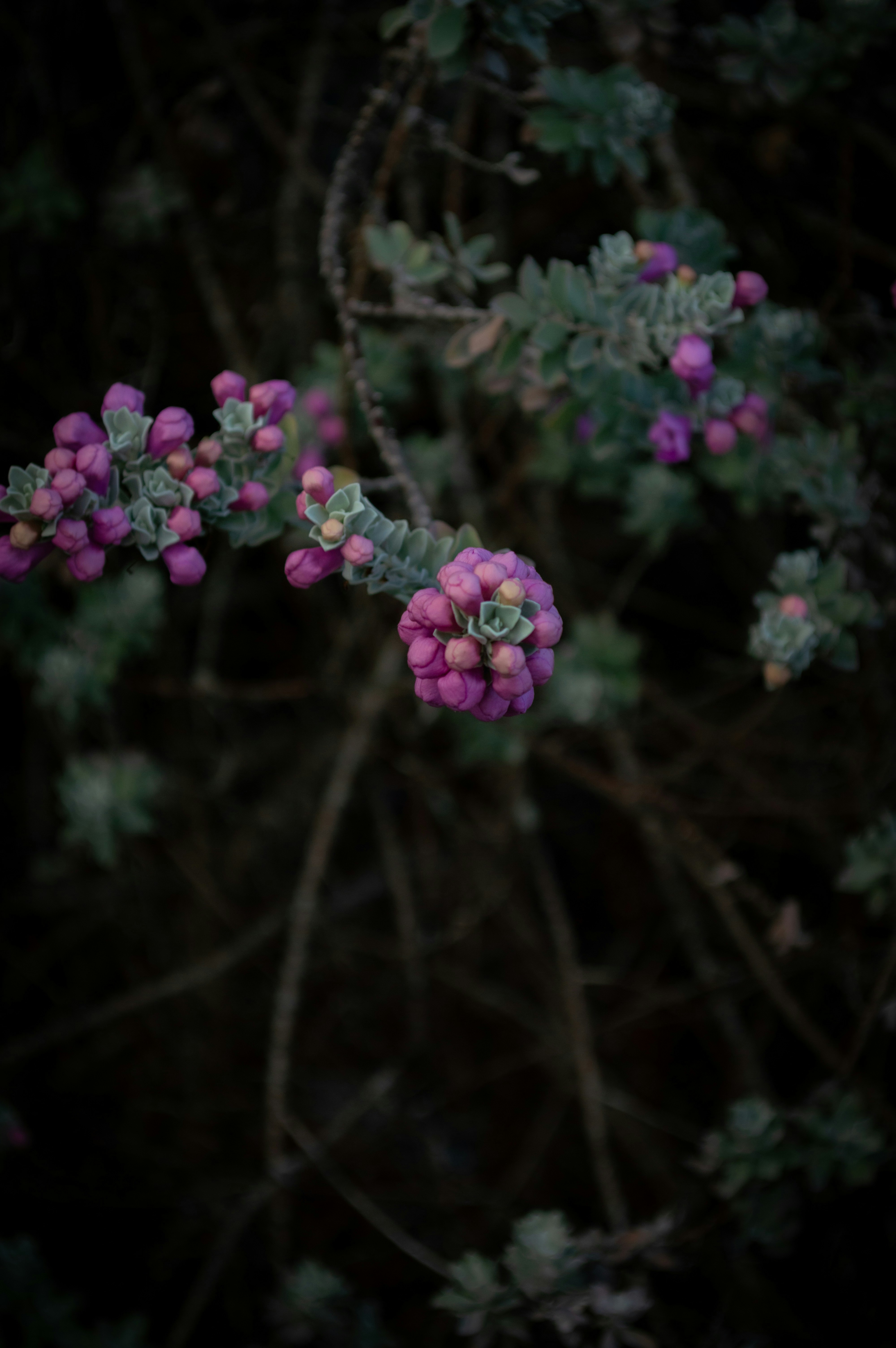 Vivid Magenta Buds on a Shadowed Branch
