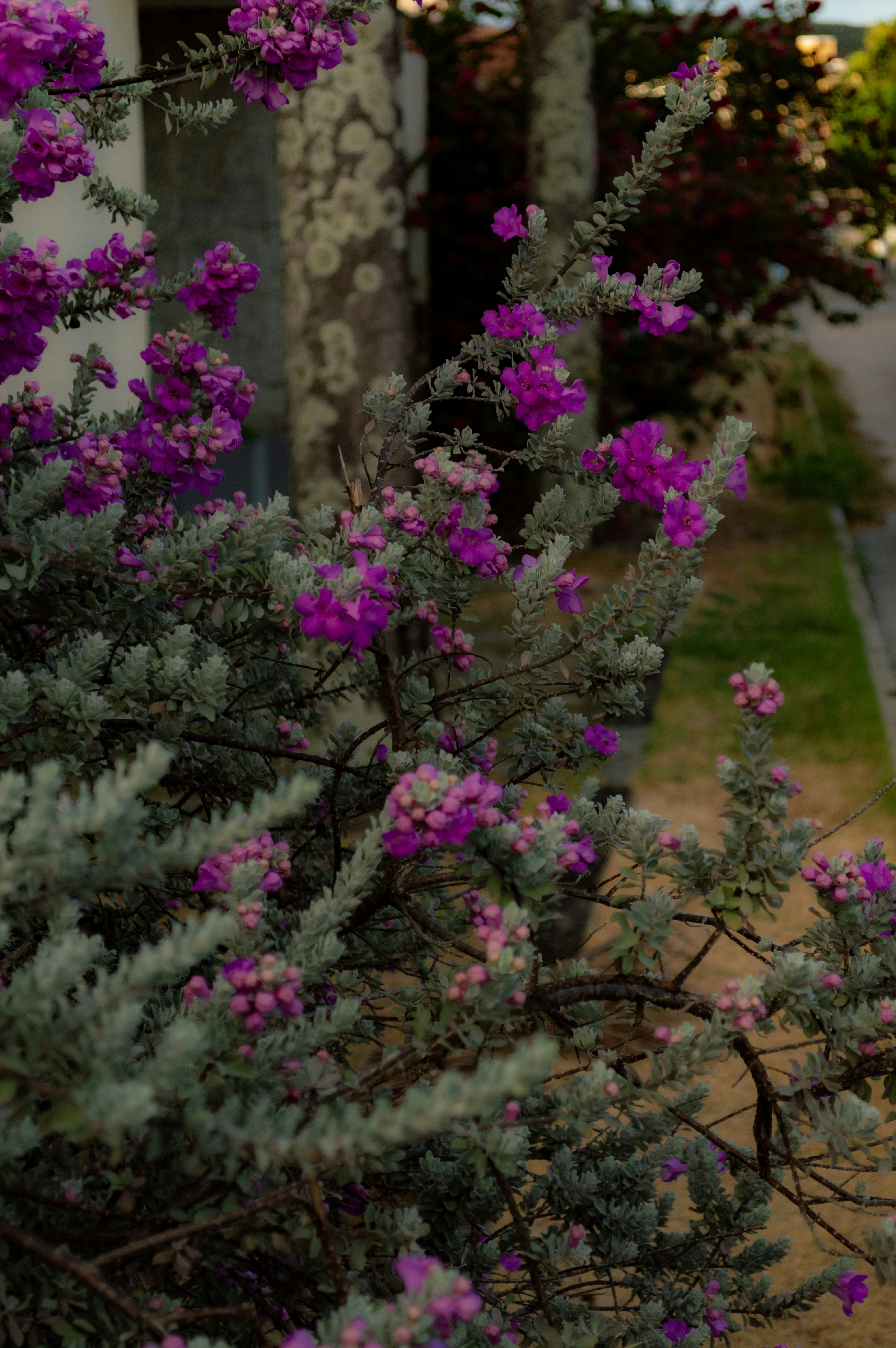 Purple Bloomscape: Lavender-Texture Shrub Framing a Domestic Façade