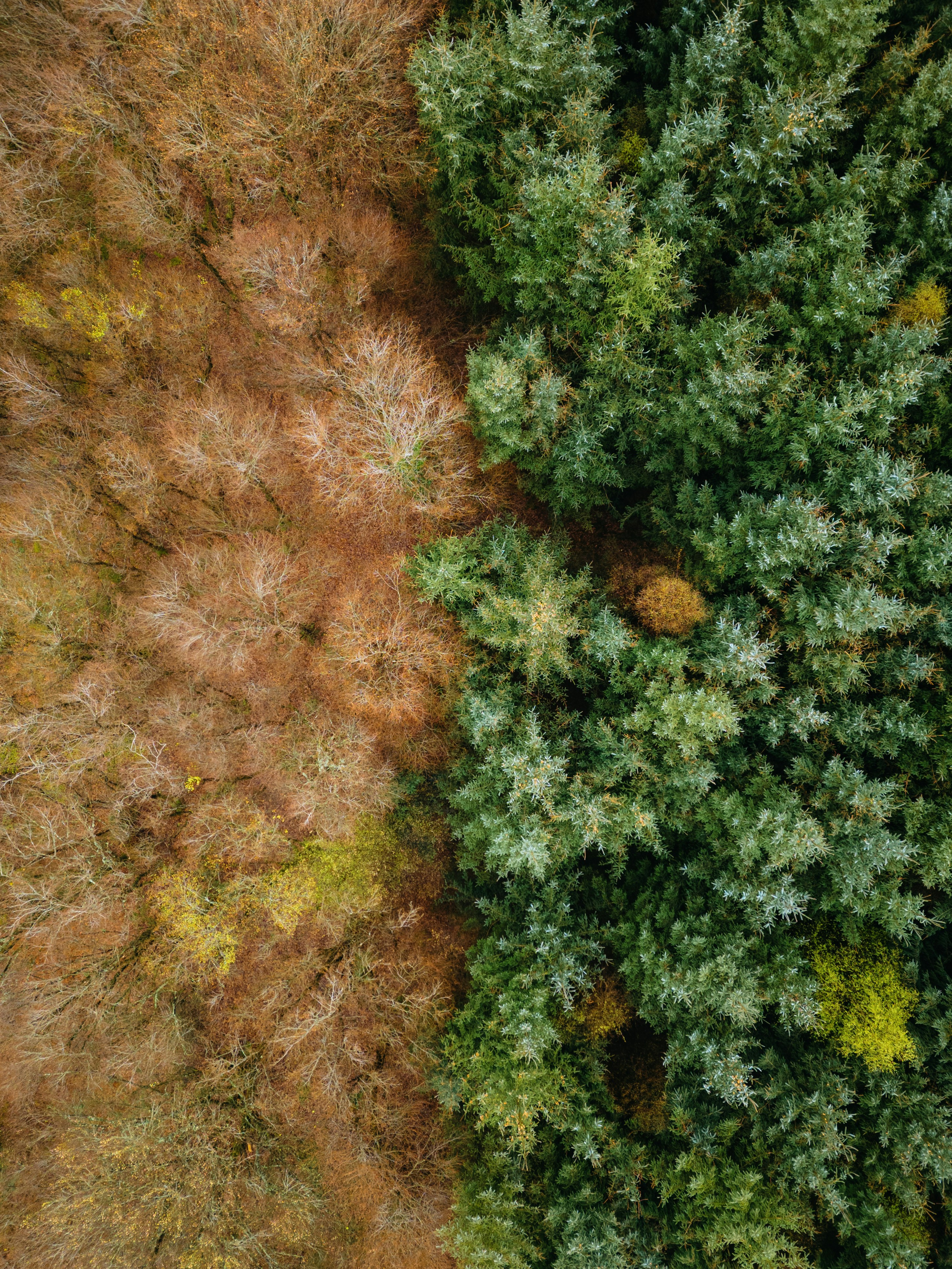 Aerial view of a forest split between seasons photo – Free Forest Image ...
